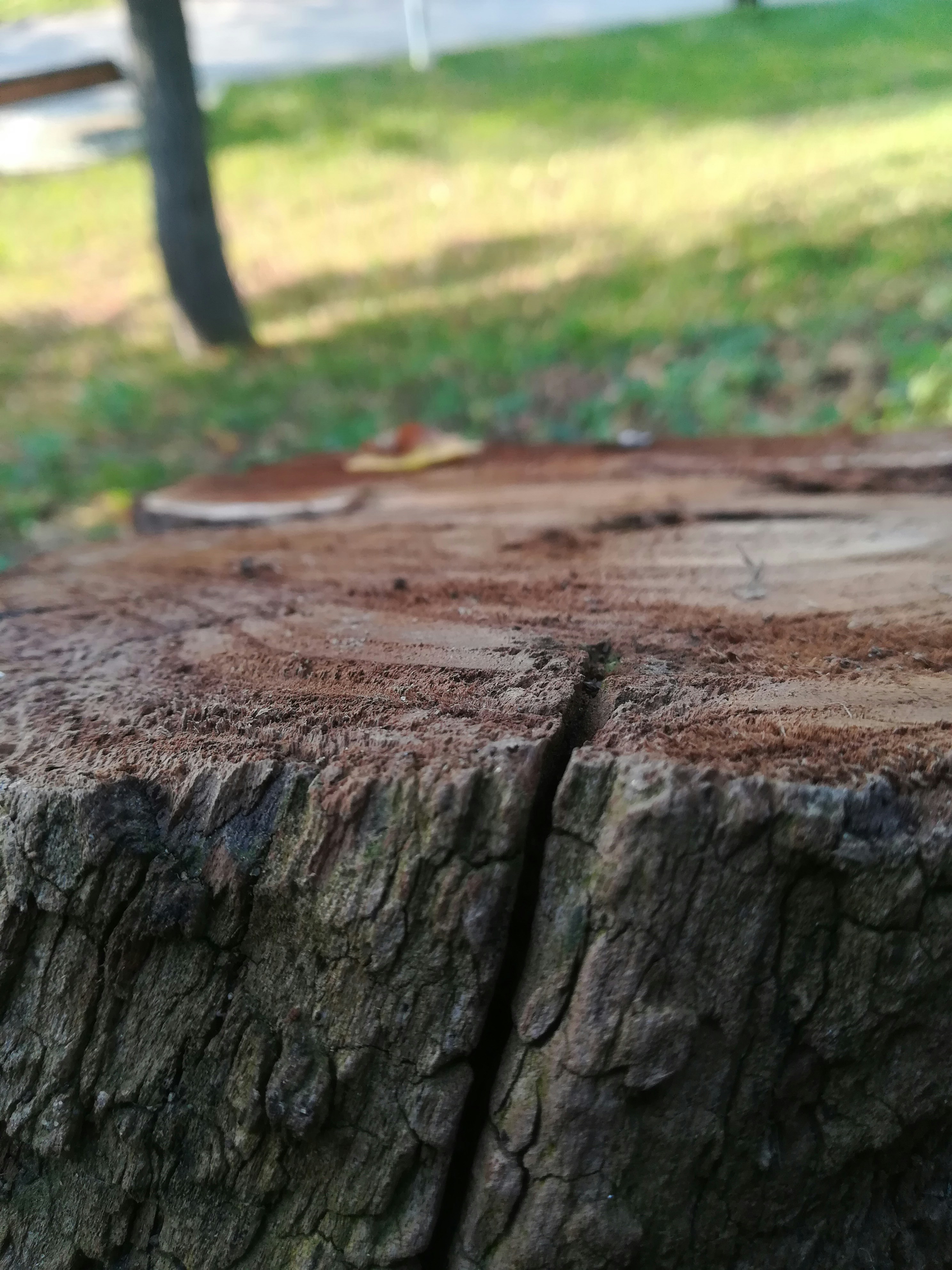 Close-up of a tree stump revealing intricate textures and details, surrounded by lush greenery. The natural decay process highlights the passage of time.