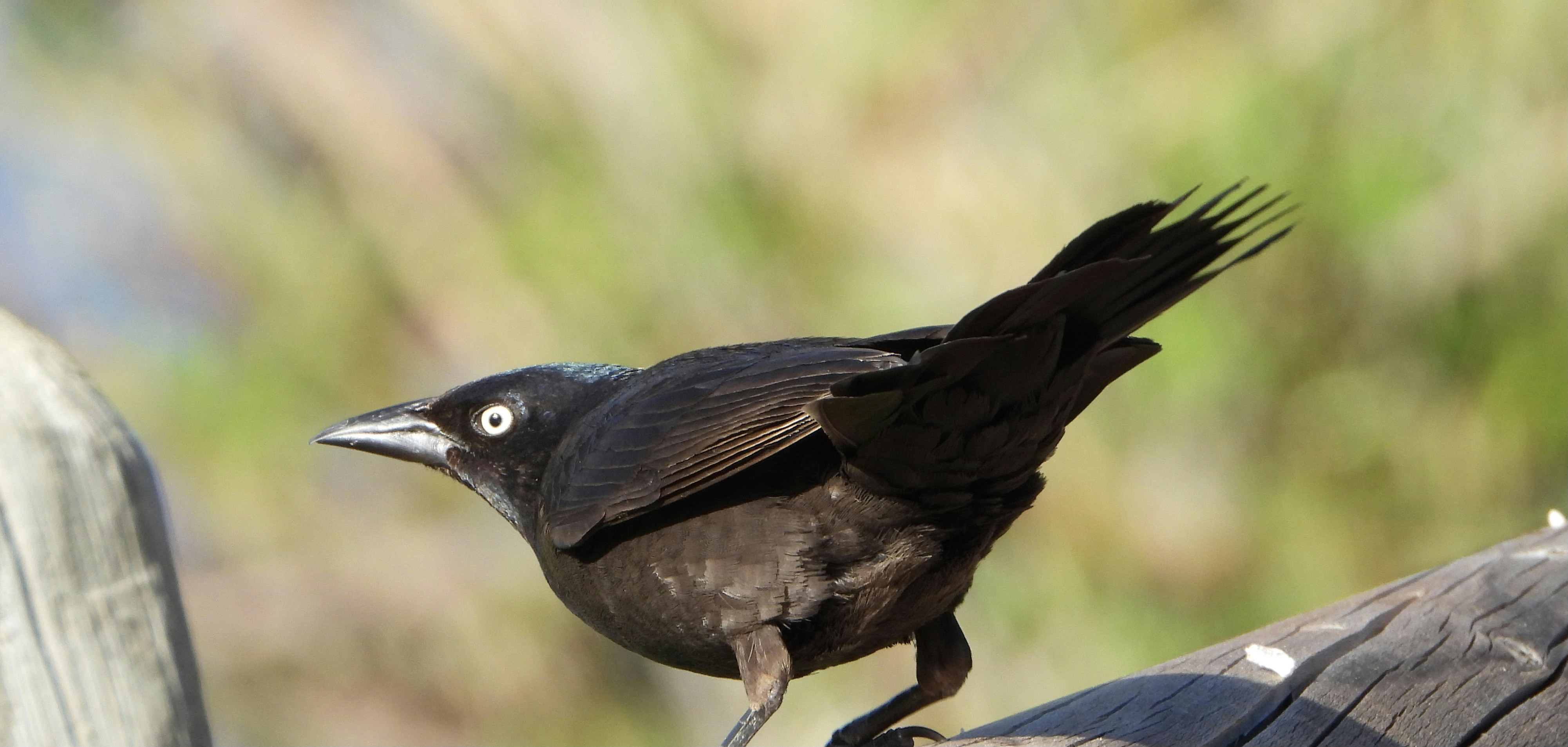 Gaze of the Black Sentinel: Crow on a Weathered Fence