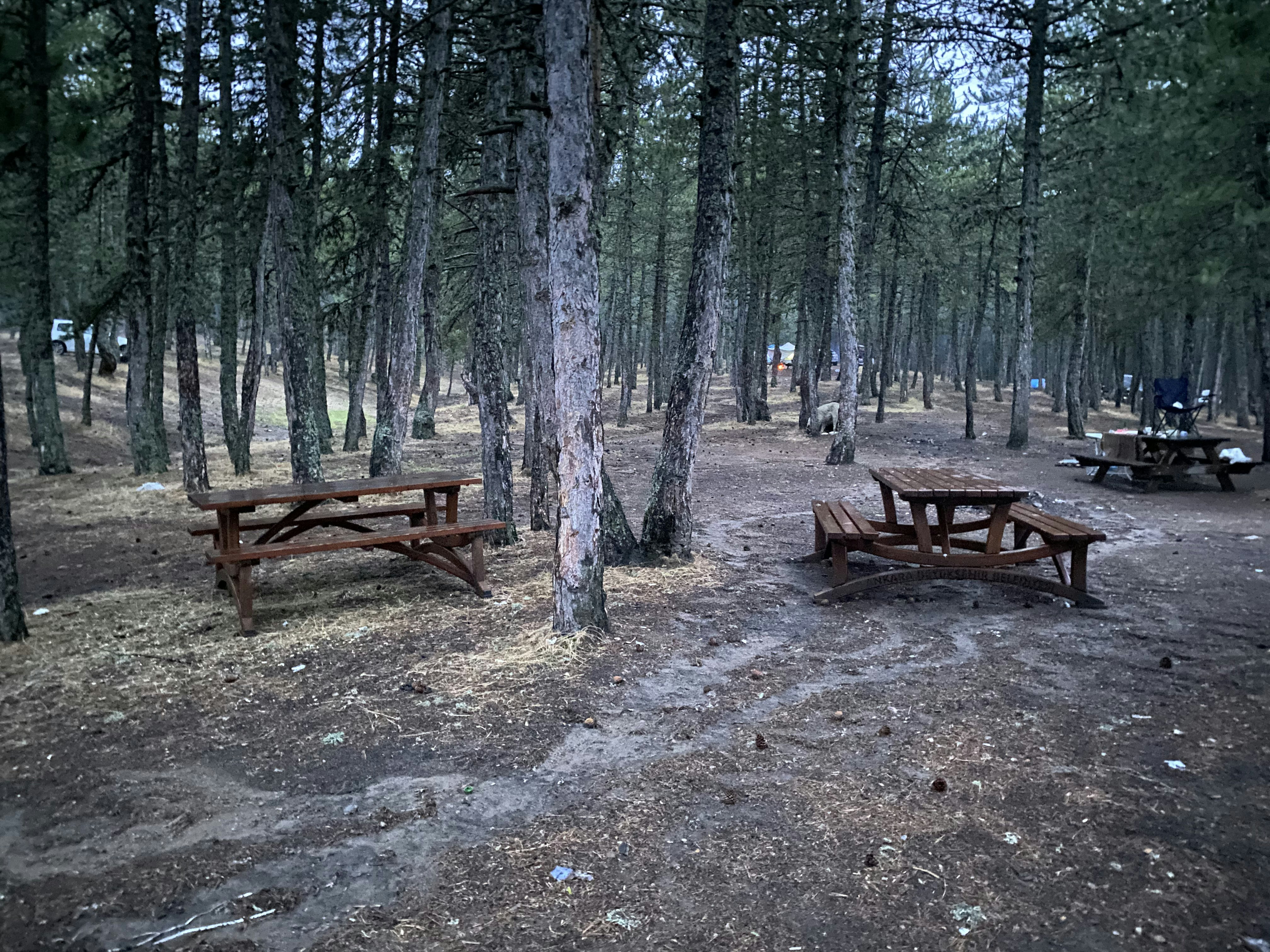 brown wooden picnic table near trees during daytime