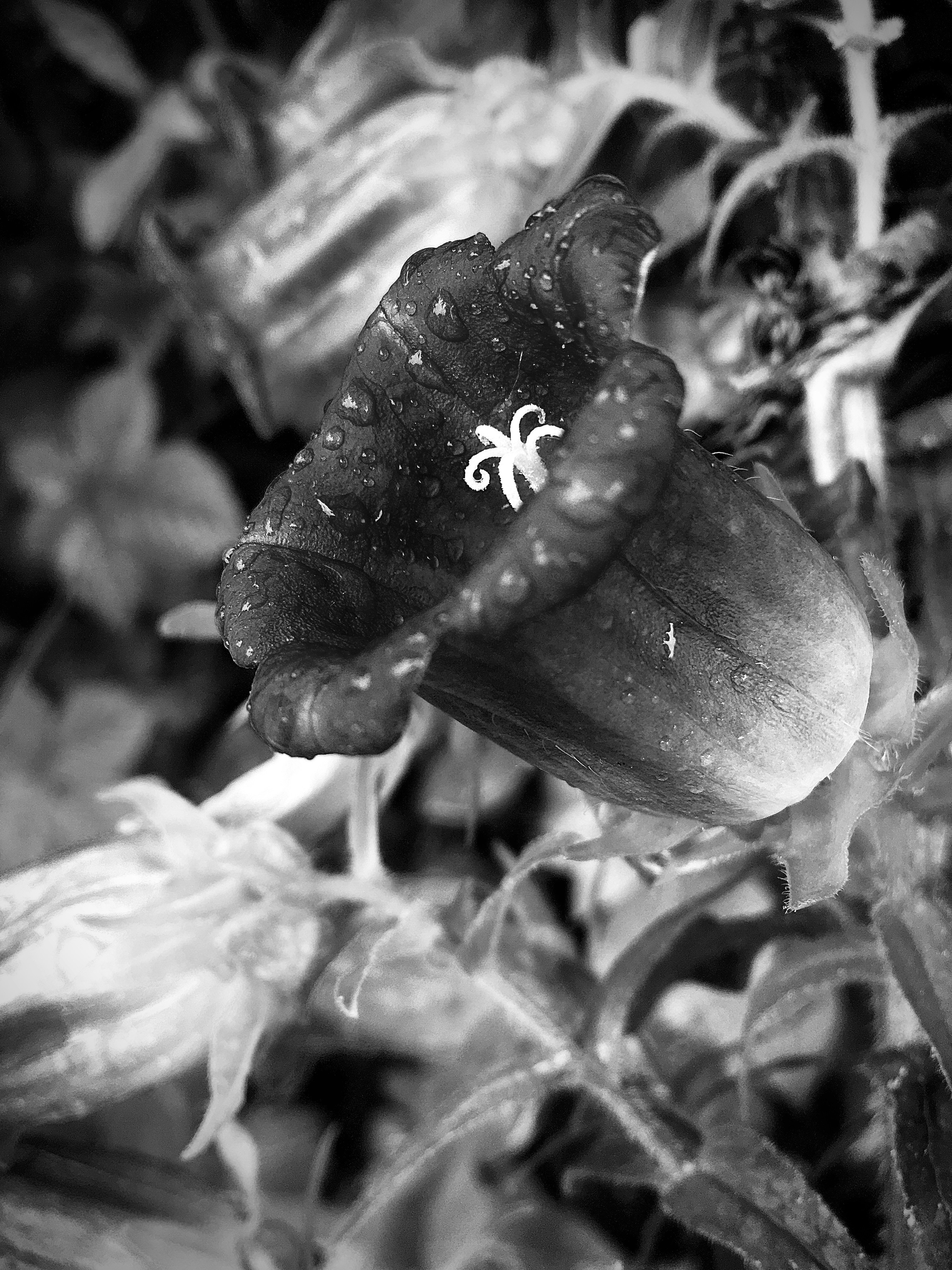 Close-up of a dew-speckled bloom: monochrome detail and quiet drama