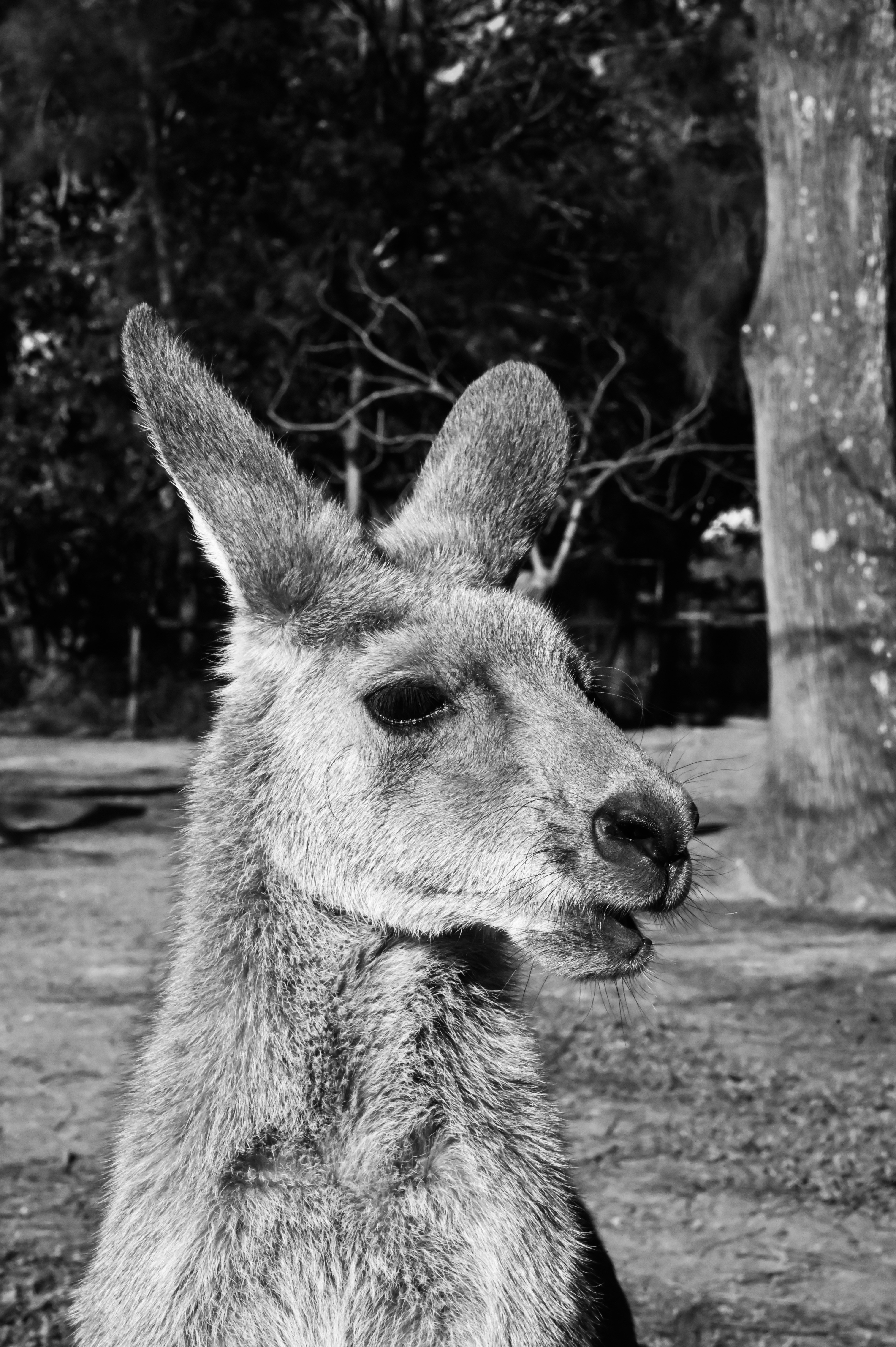 Monochrome Kangaroo Portrait: Quiet Confidence in a Park Setting