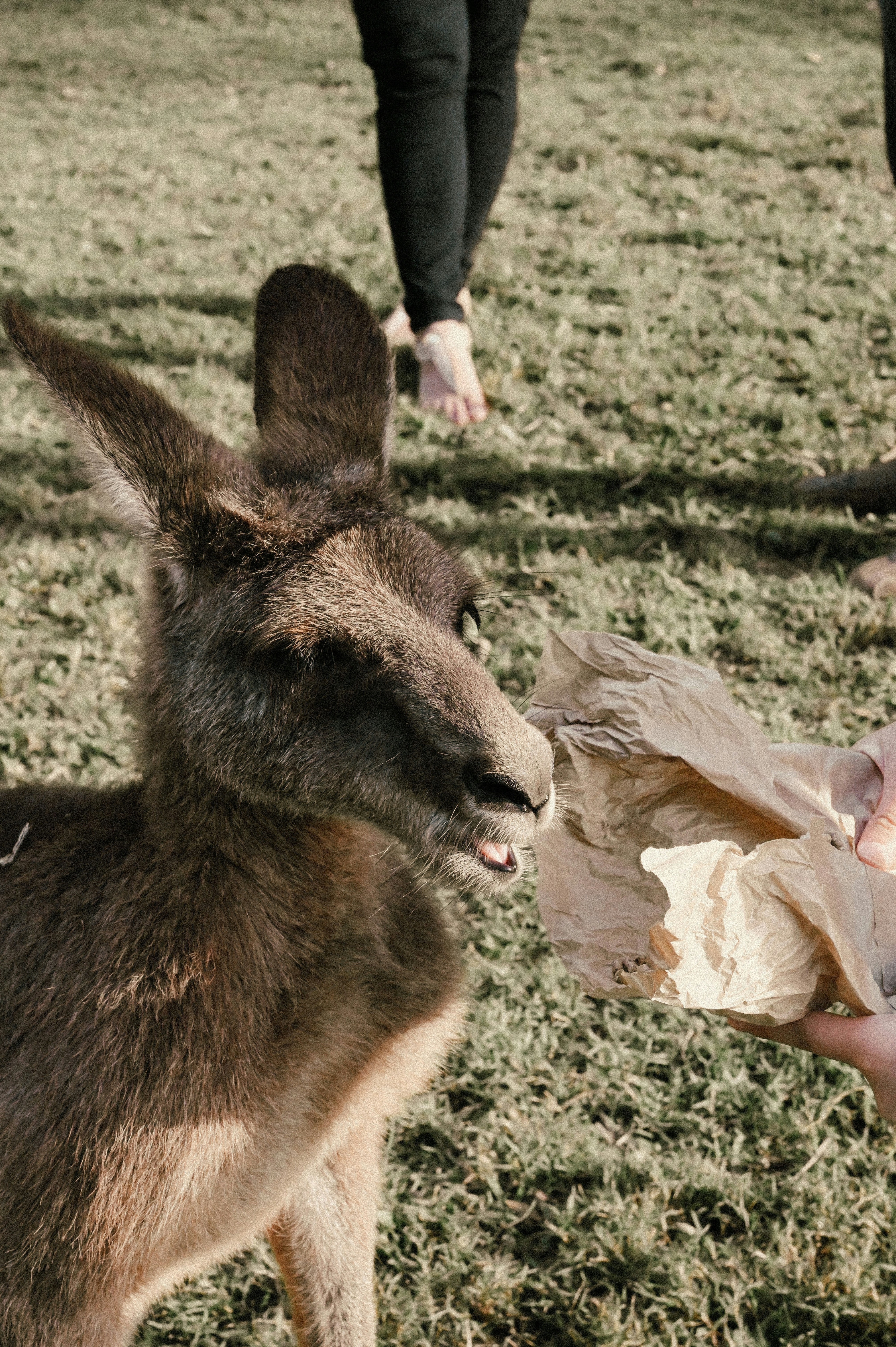 Crinkled Courtesy: Kangaroo Accepts a Paper Offer in the Park
