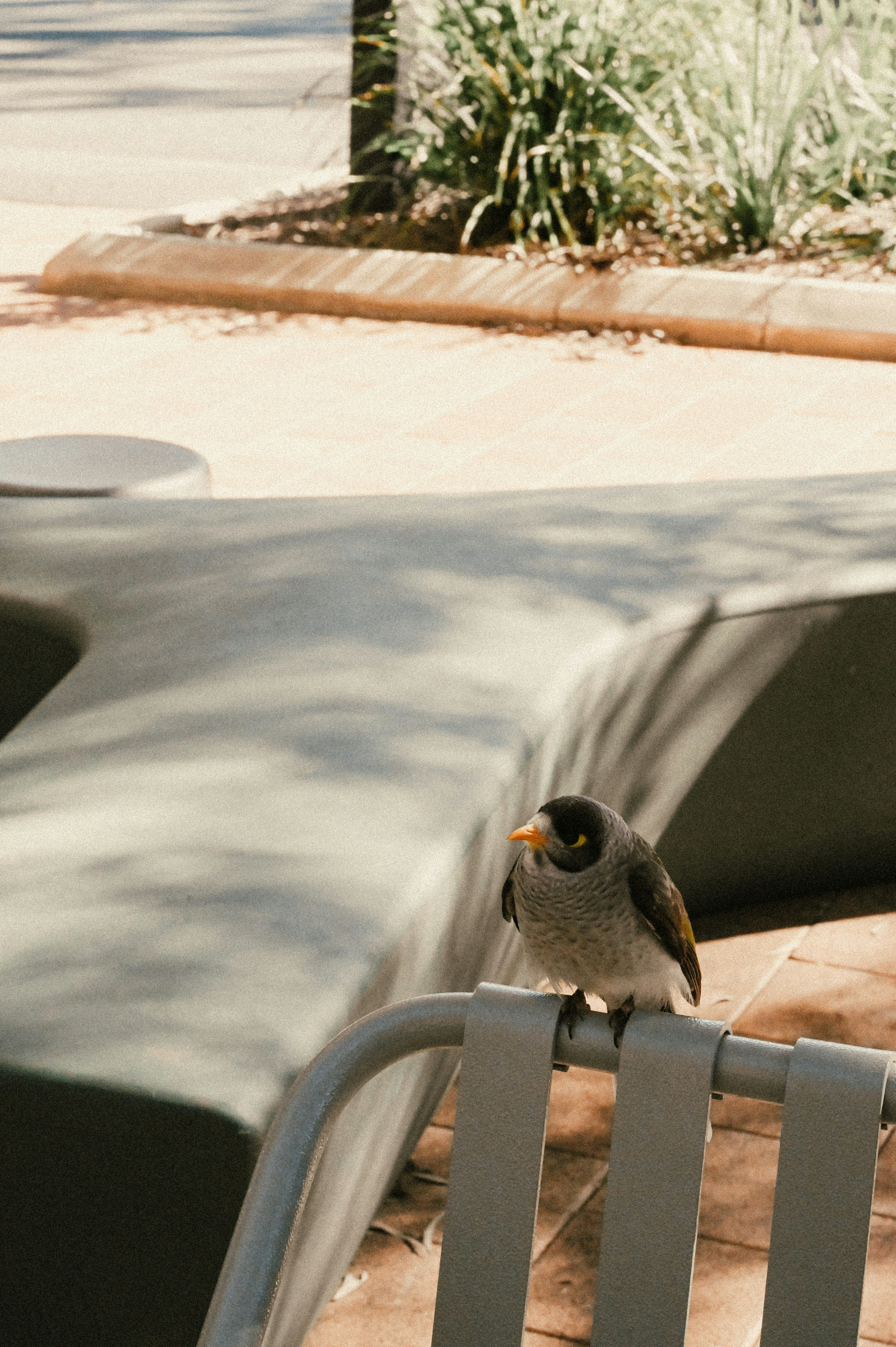 Railside Sentinel: a sunlit passerine on a metal barrier