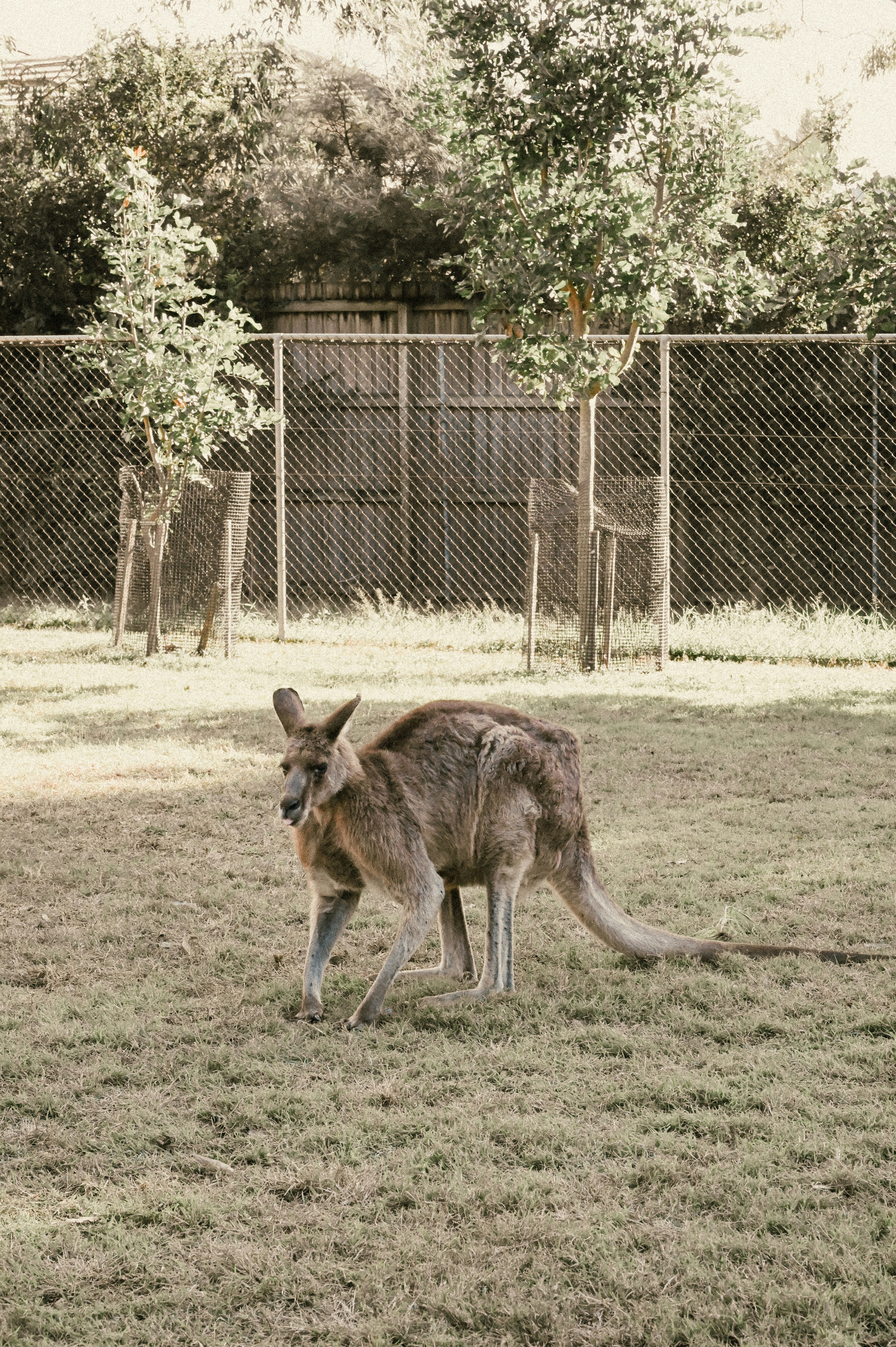 Kangaroo in a Quiet Backyard: a Moment of Curiosity