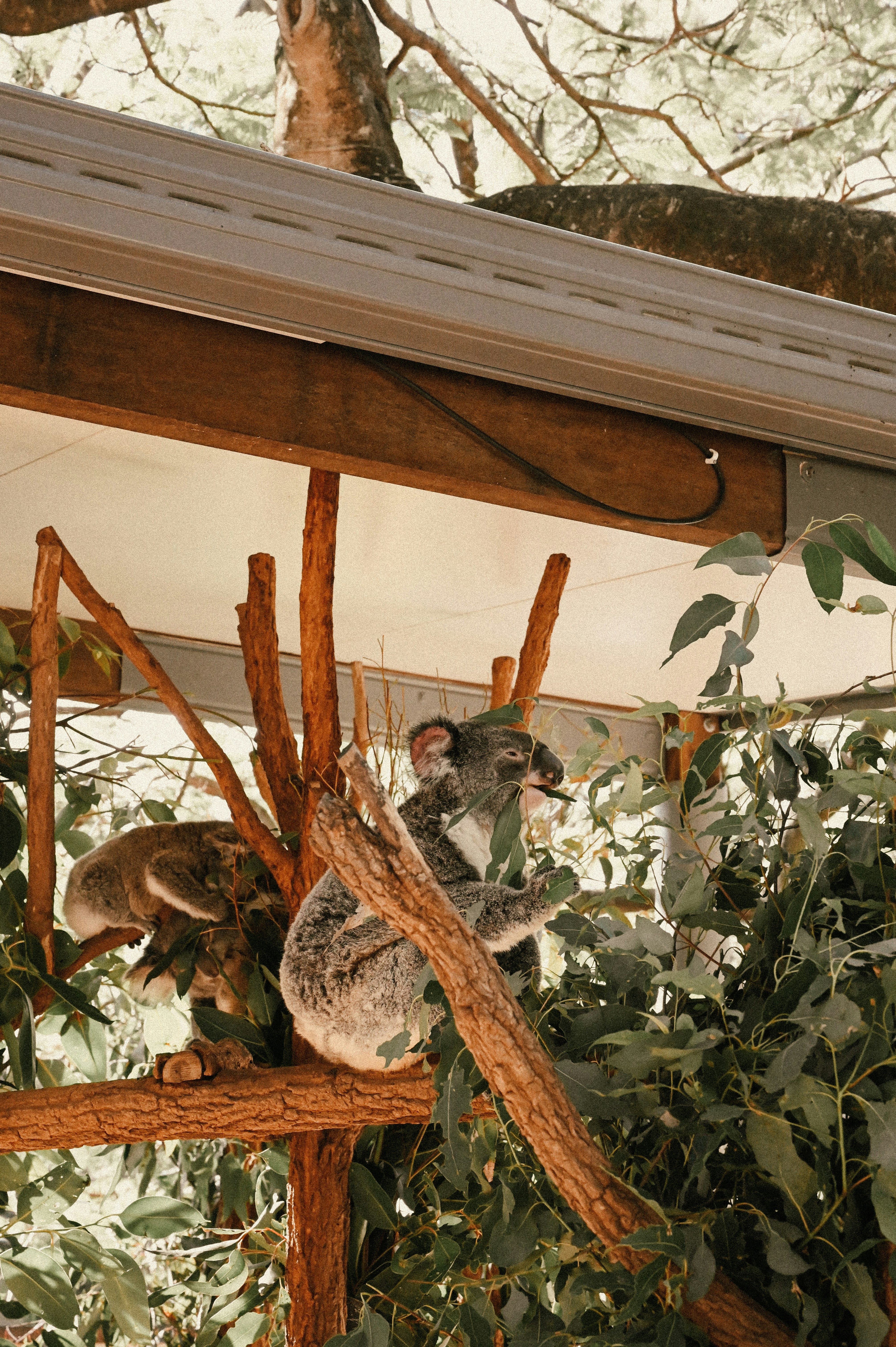 Arboreal Calm: Koala Perched Amid Timber and Leaves
