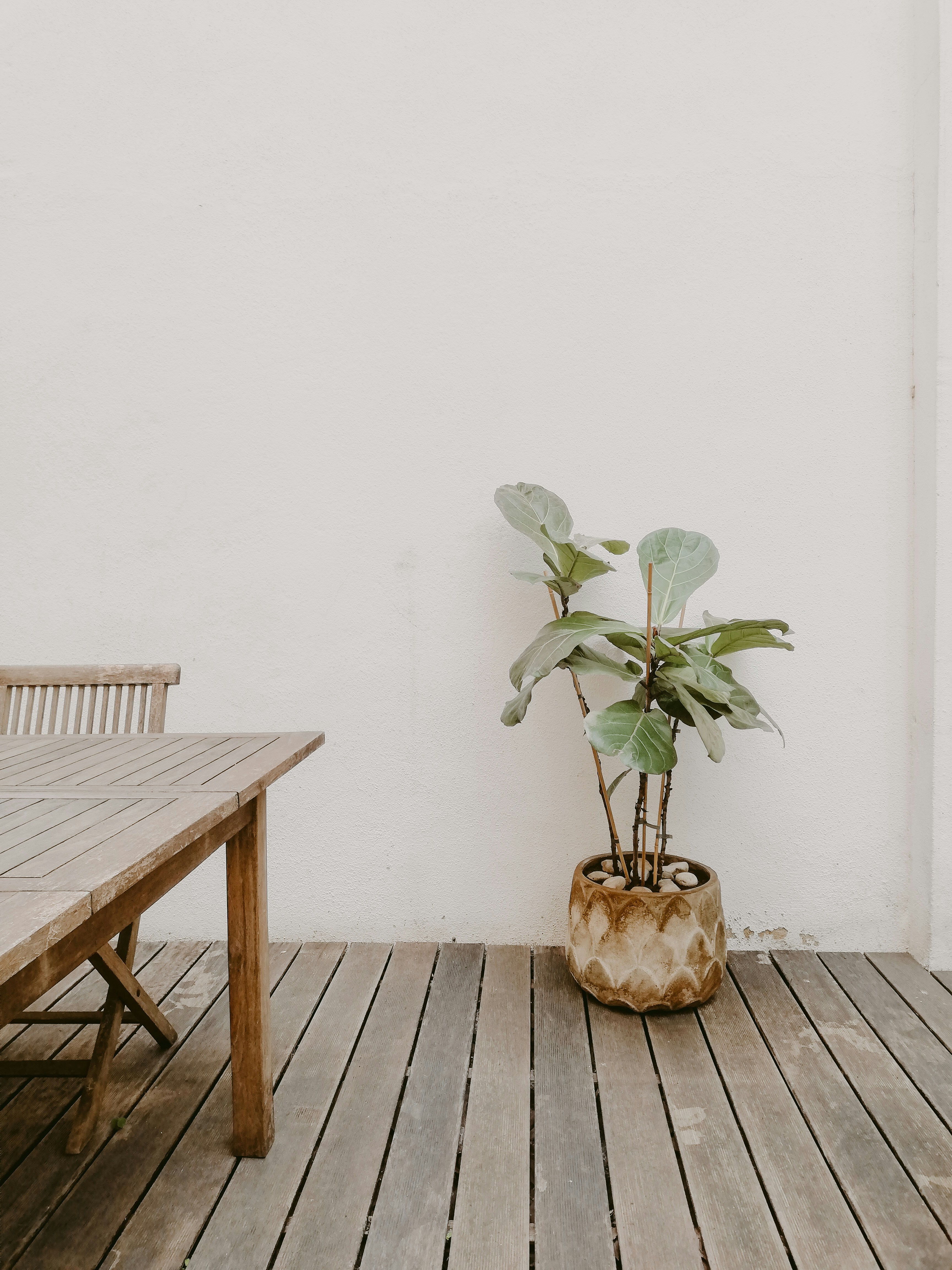 A potted plant stands gracefully beside a wooden table on a deck, set against a plain white wall, embodying a minimalist aesthetic.