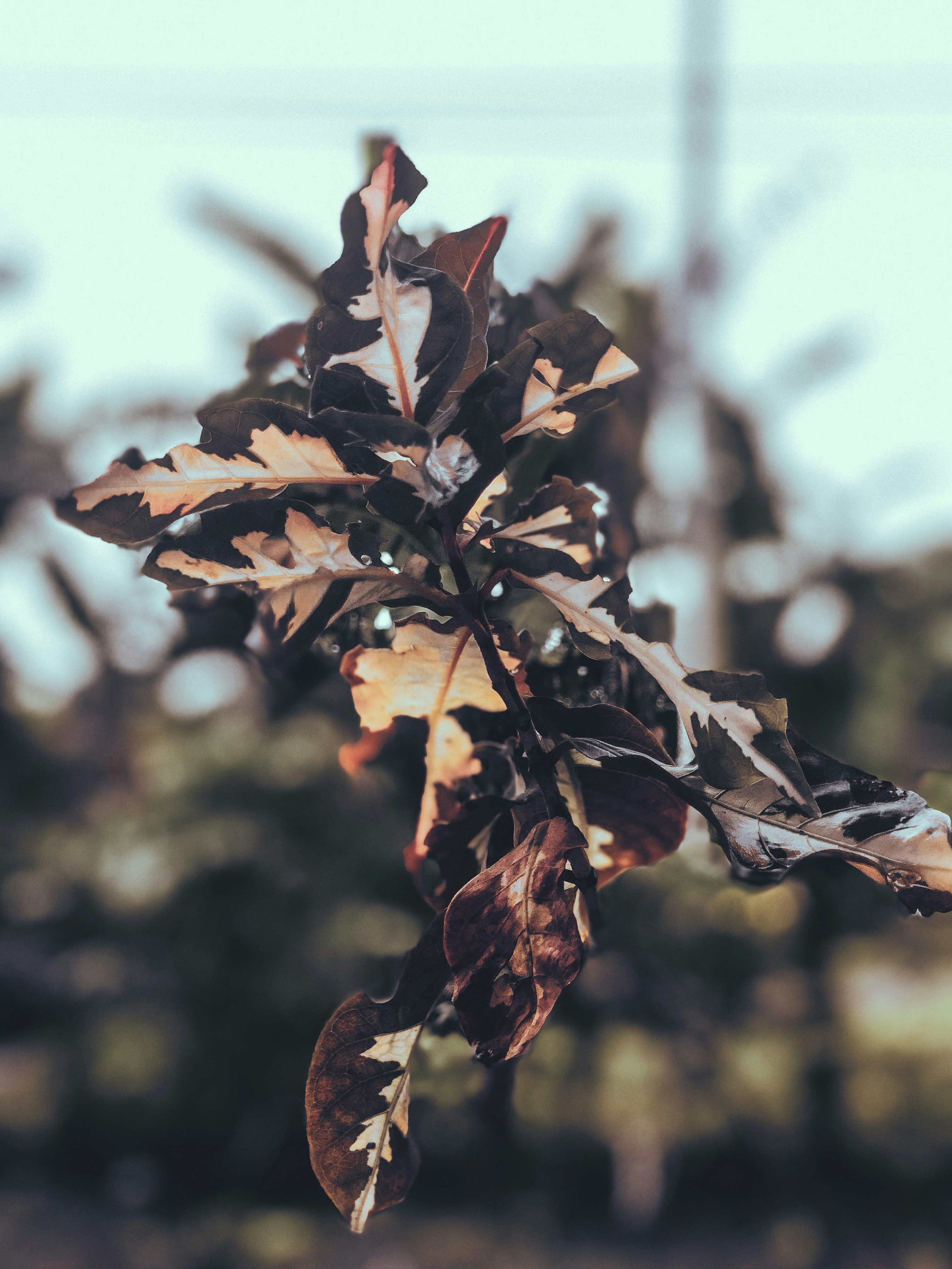 Close-up of variegated autumn leaves with a blurred background.