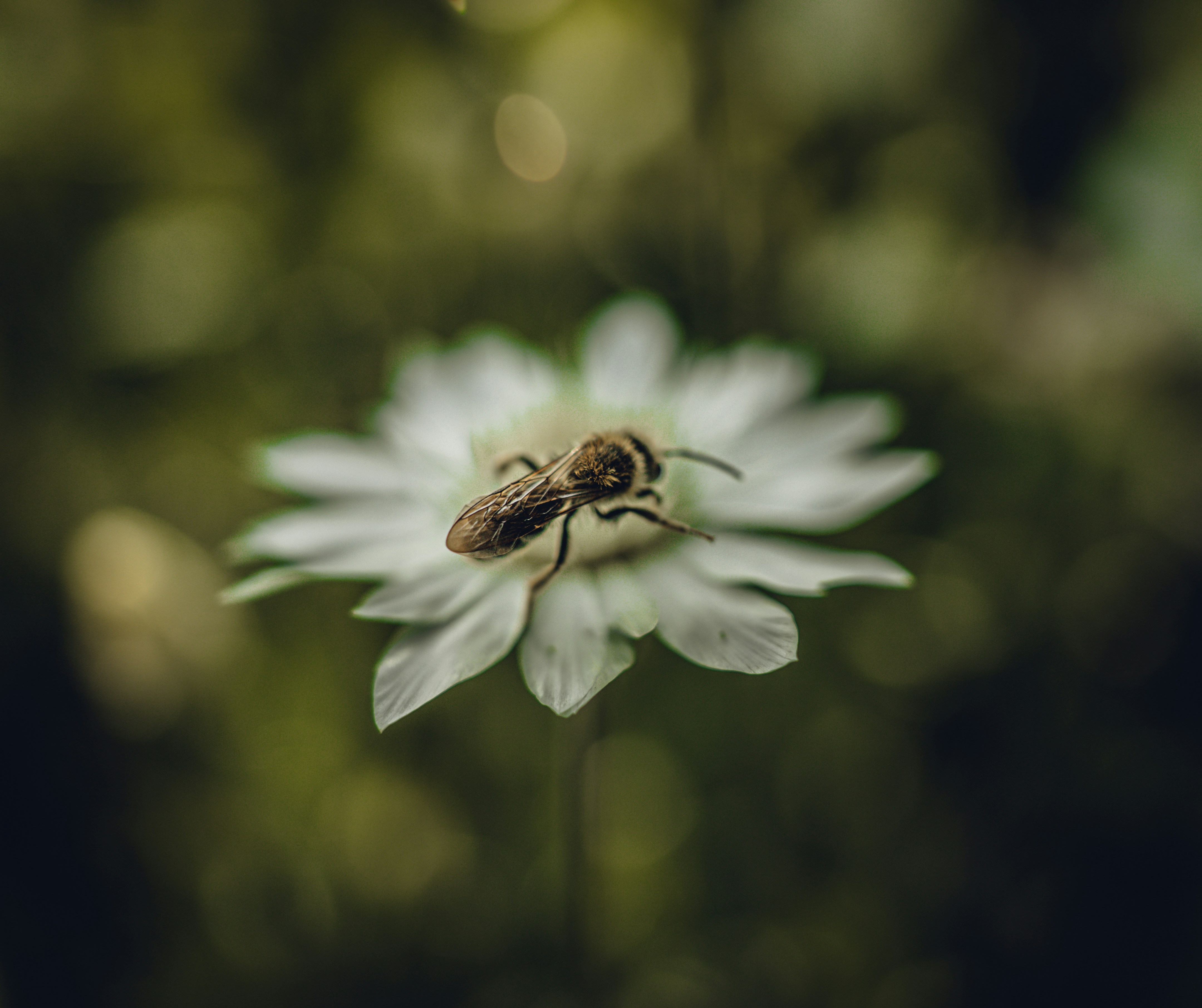 Pale Daisy, Busy Moment: A Bee Pausing on a Quiet Bloom
