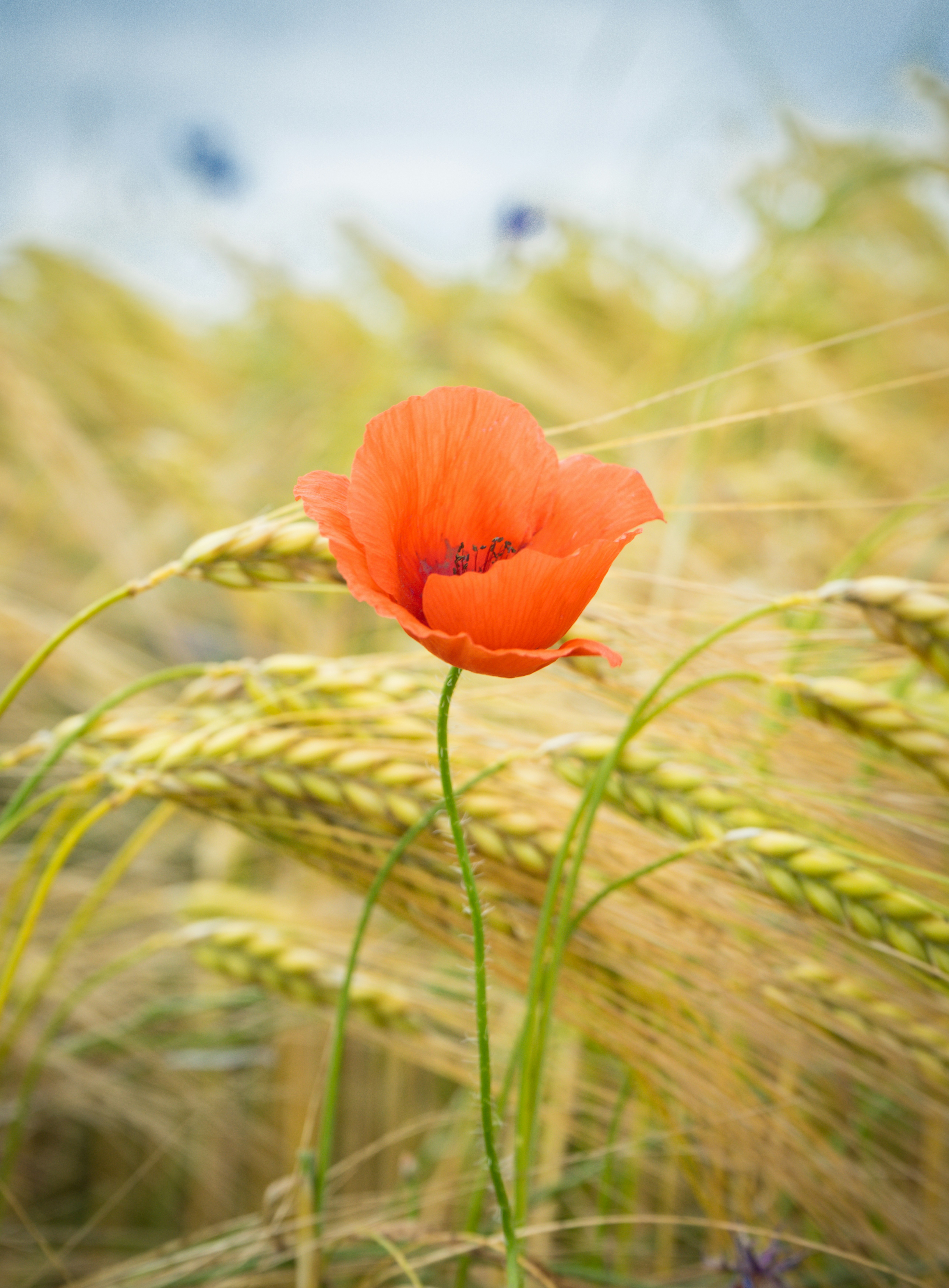 Scarlet Bloom in a Sea of Wheat