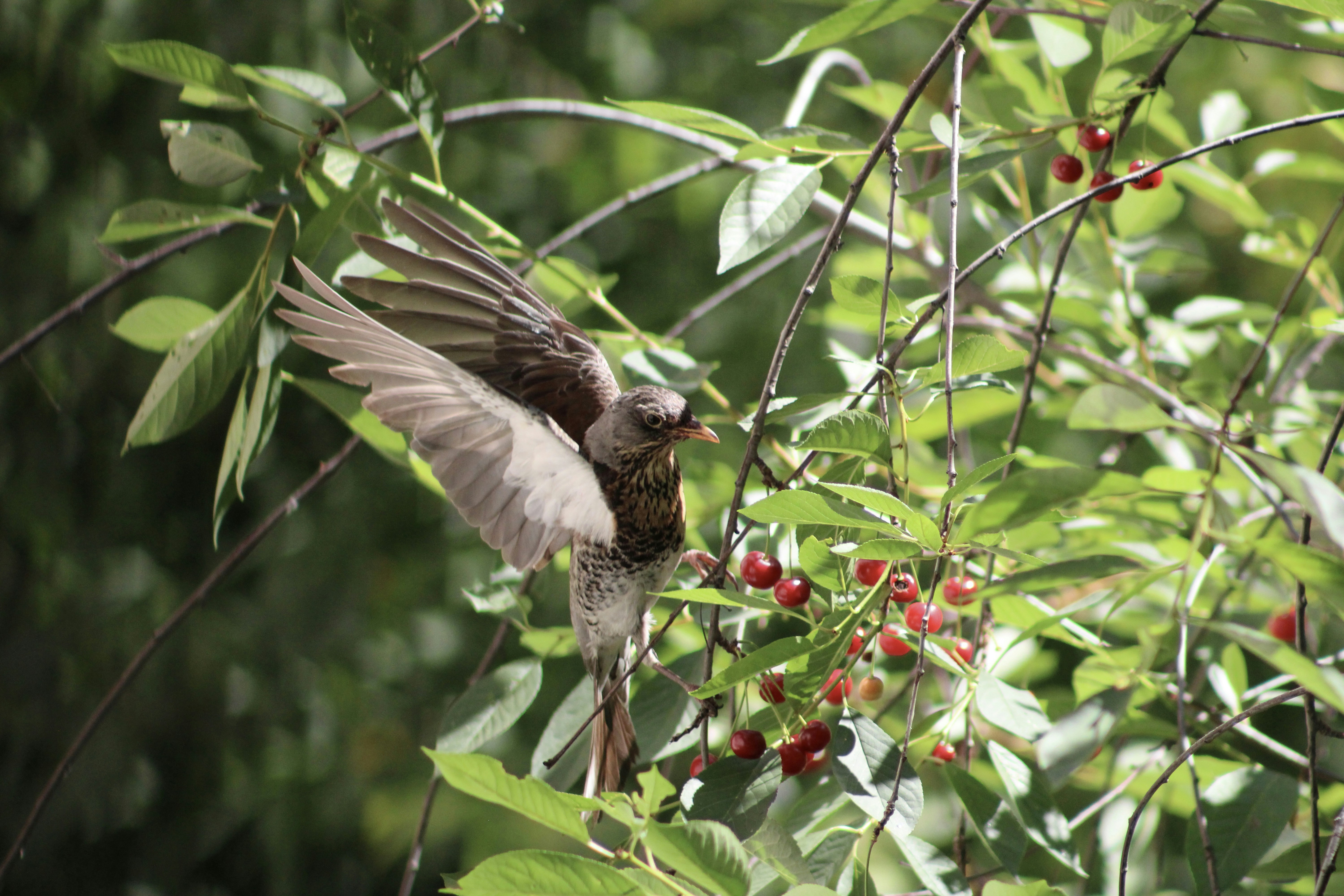 Feathered Icarus at the Cherry Bush