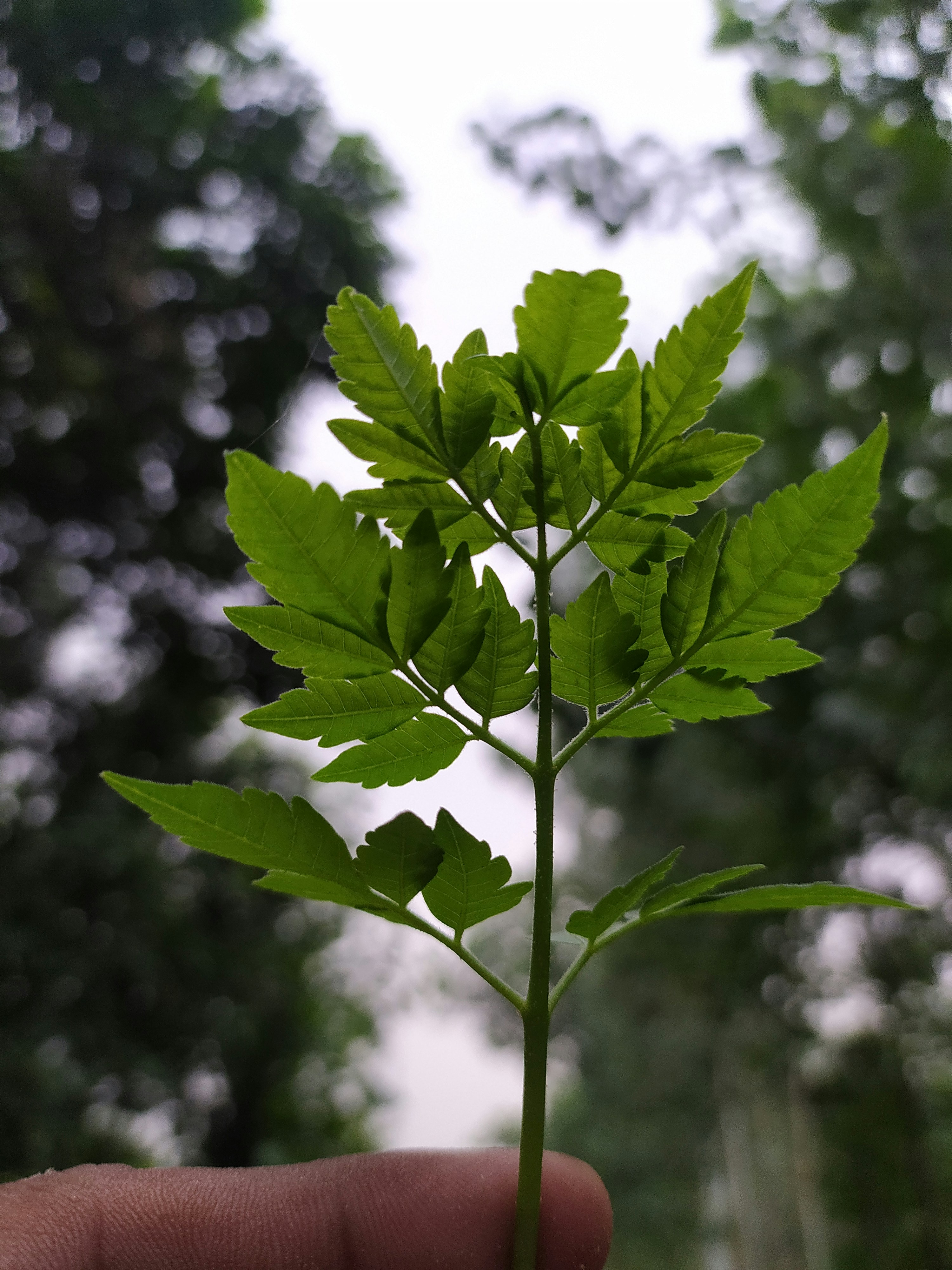 Close-up of a vibrant green leaf held against a blurred backdrop of trees, showcasing intricate leaf patterns and textures.