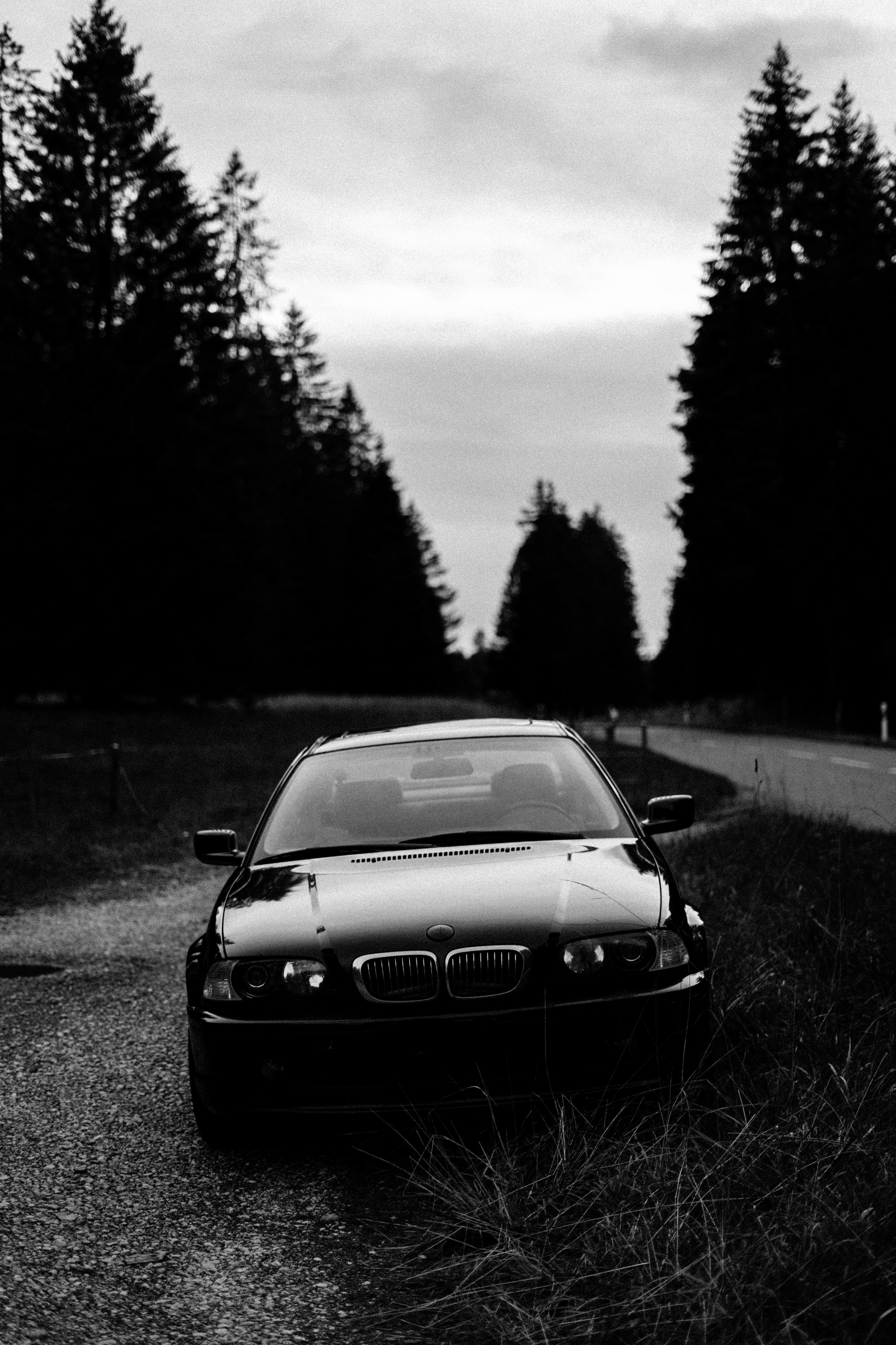 Silence Between Pines: A BMW Pauses on a Forest Road