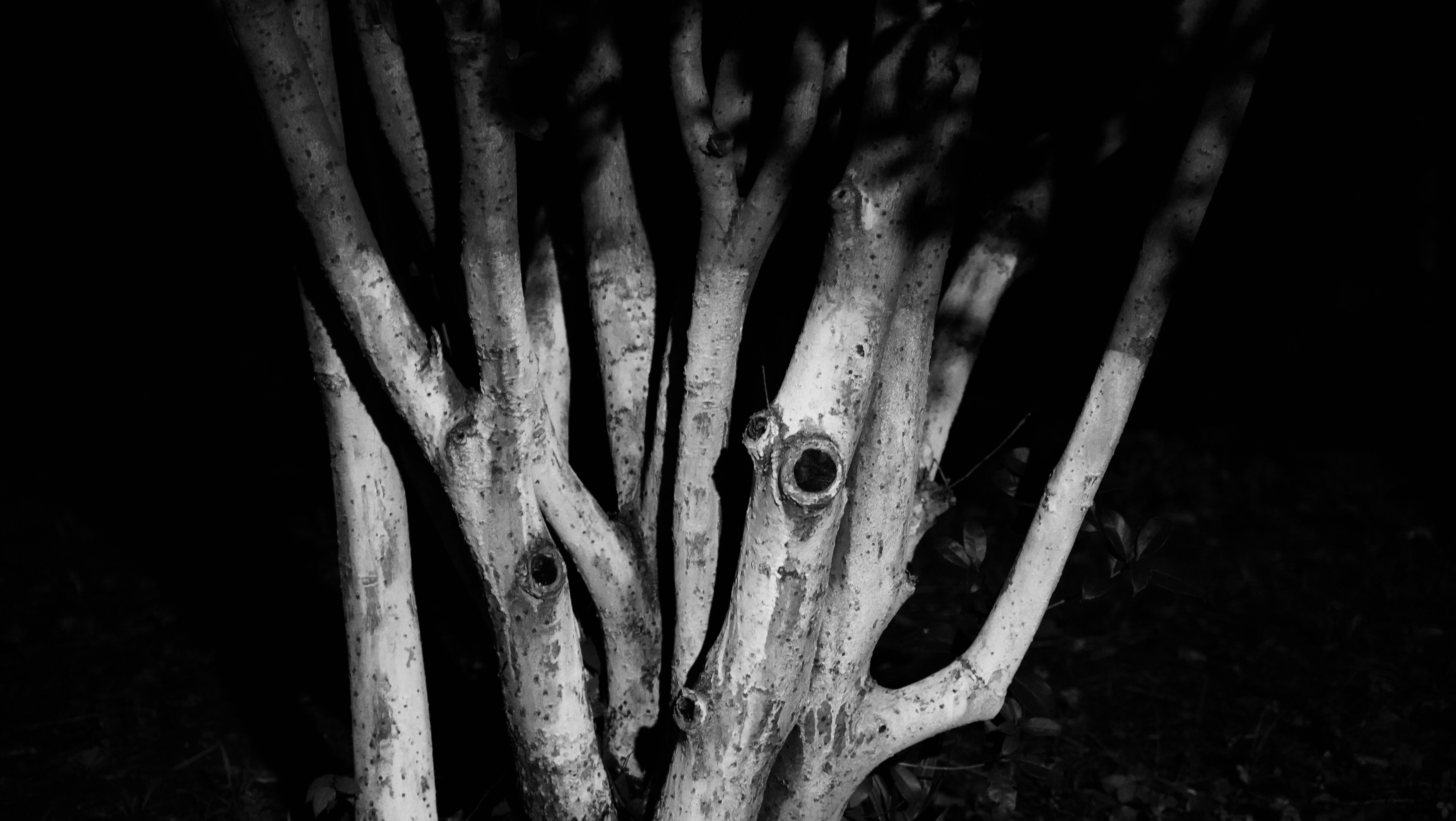 Twisted tree branches emerge from darkness, creating an eerie silhouette against the night sky.