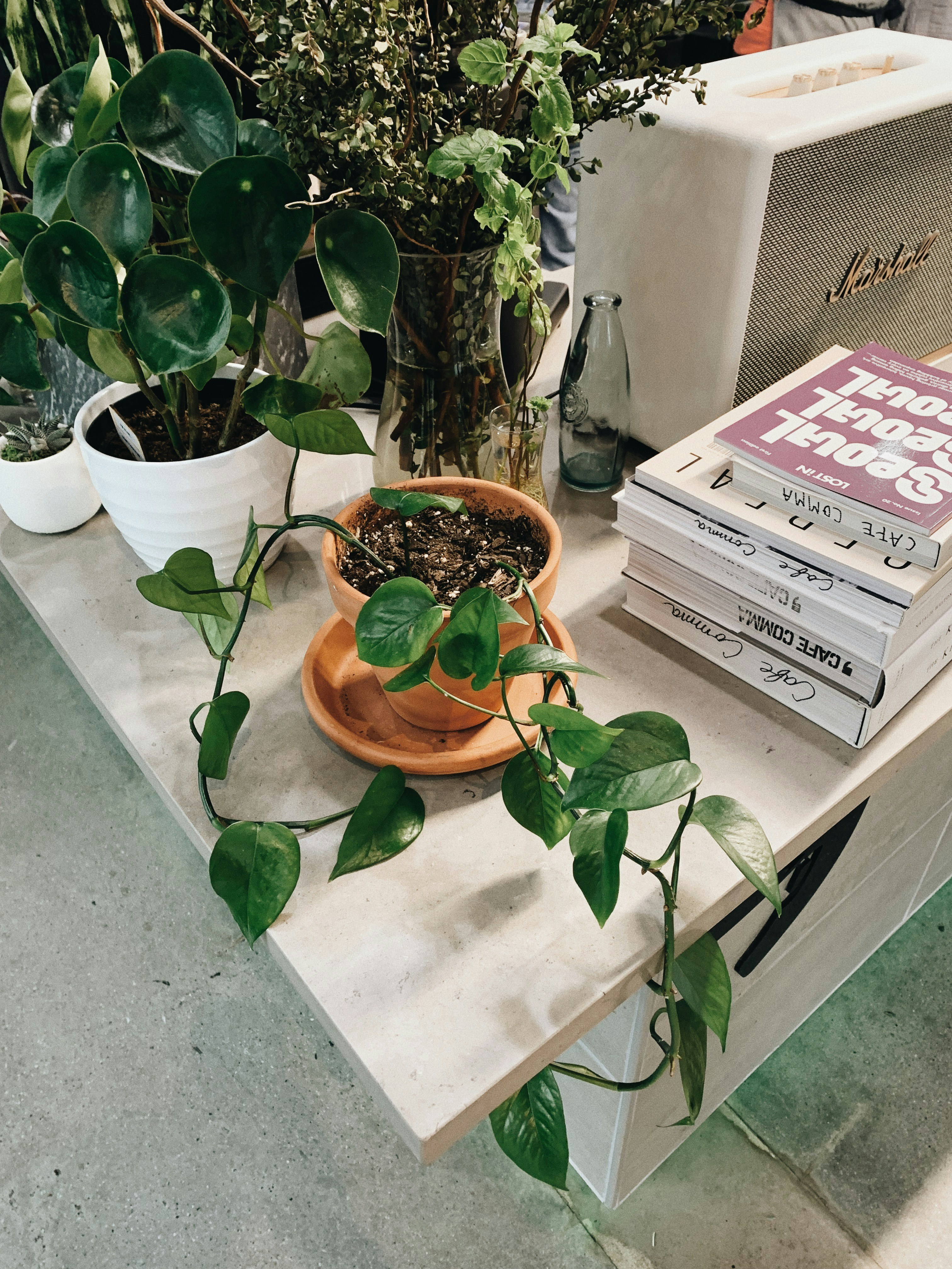 Trailing Green in Focus: A Potted Plant Anchors a Minimal Desk Scene