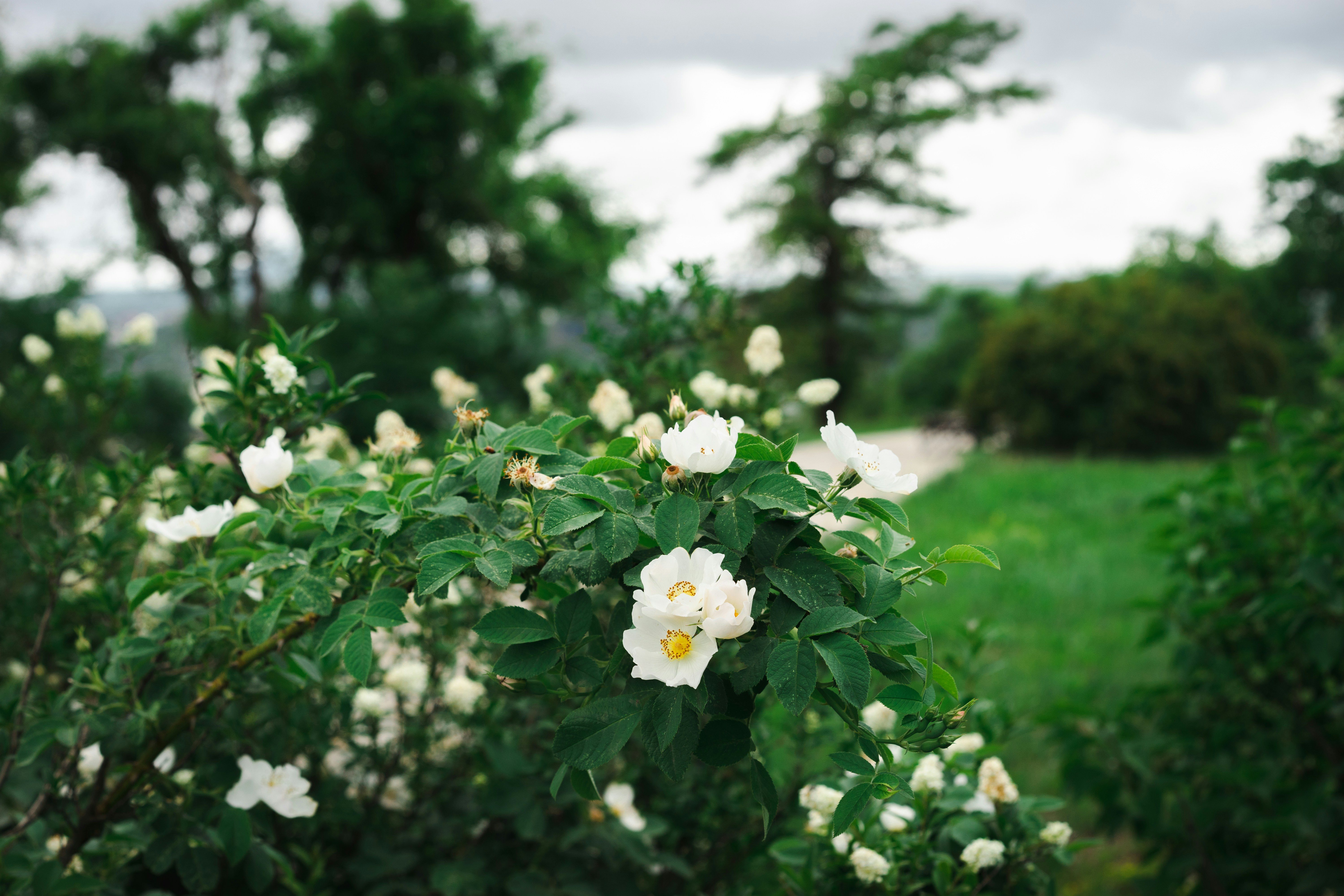 White Camellias in a Quiet Park: Soft Focus, Bold Bloom
