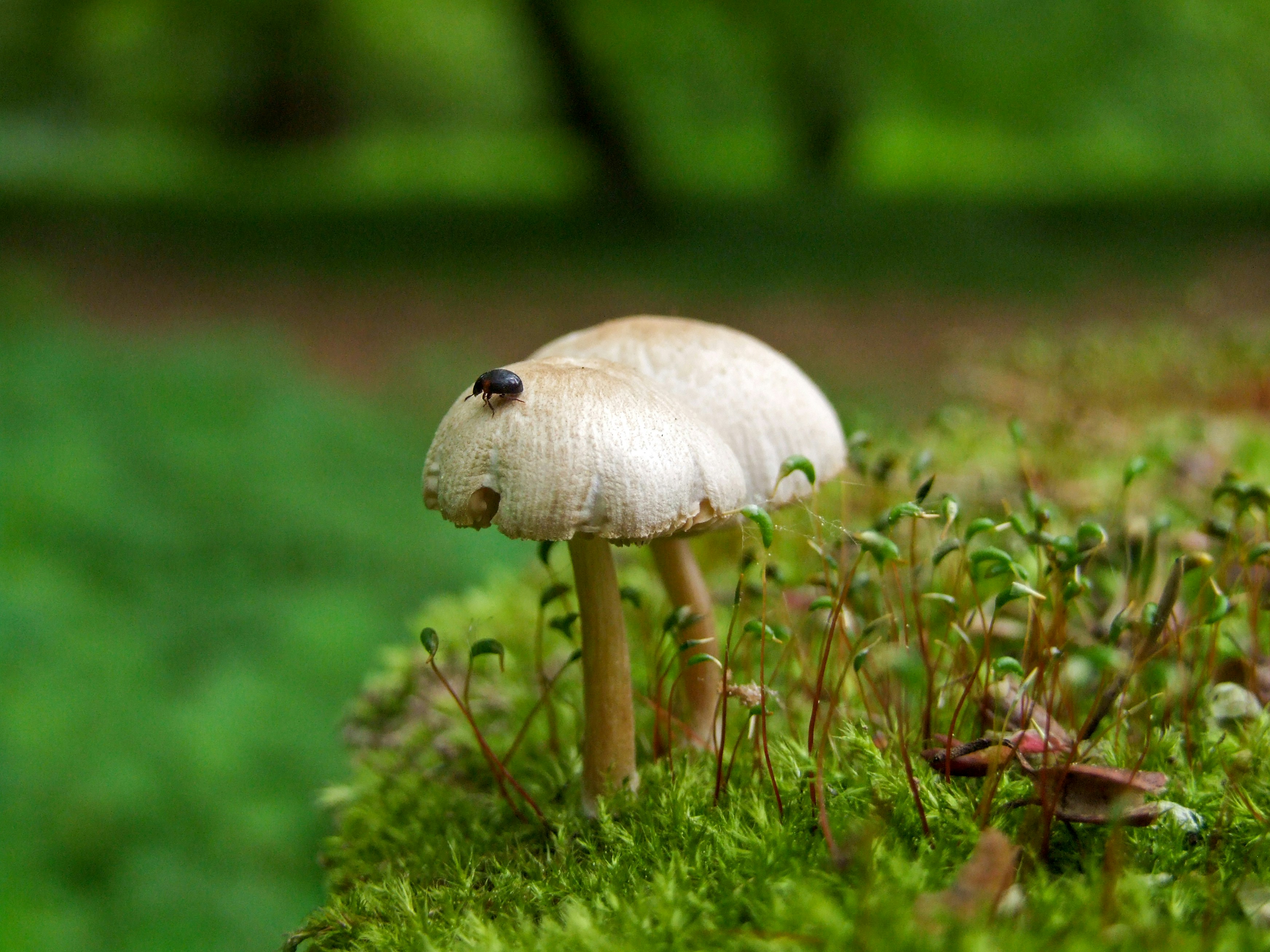 Mossy Stages: Twin Mushrooms Stand in Quiet Forest Light