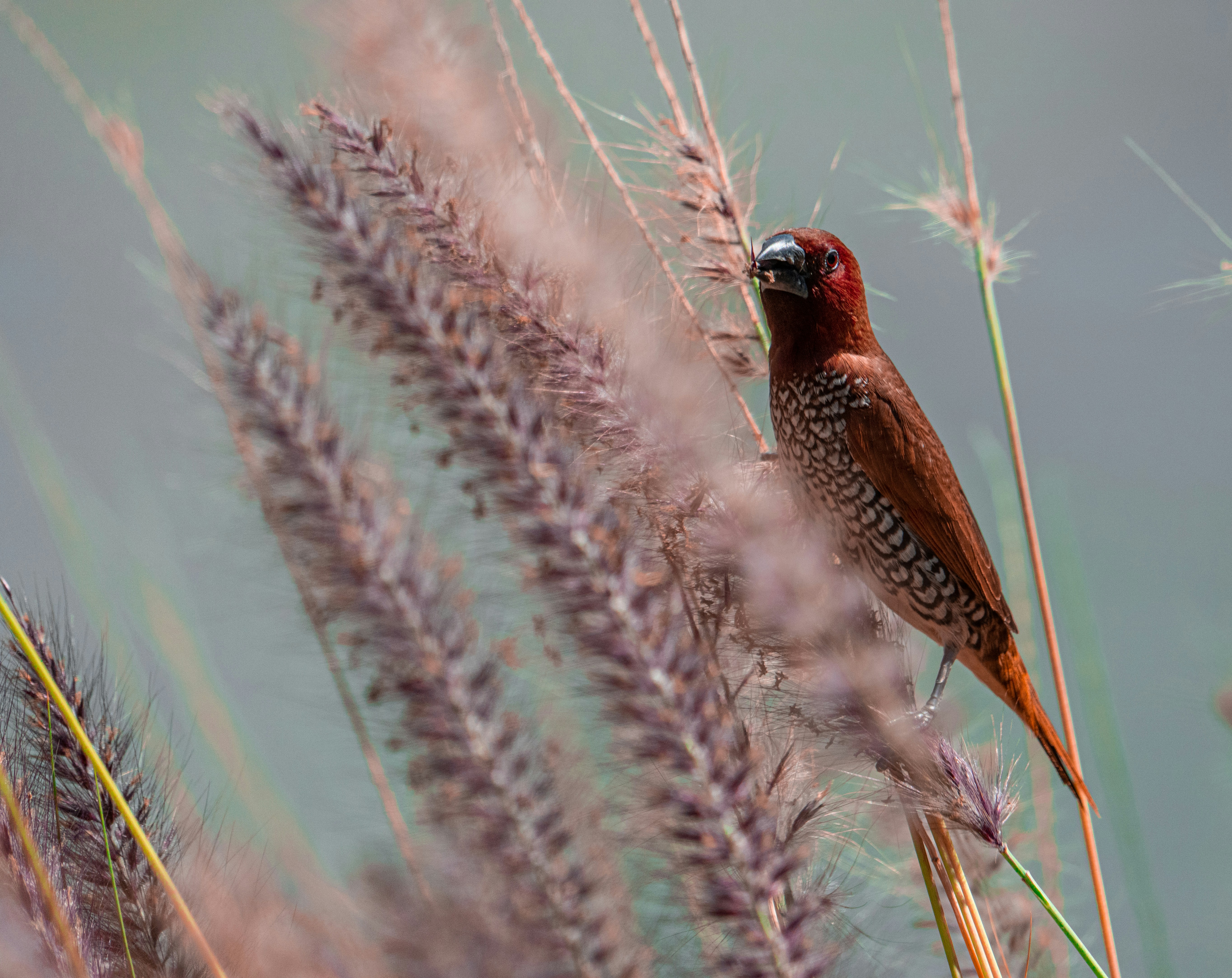A finch perched amidst tall, swaying grasses, showcasing its intricate plumage and serene demeanor.
