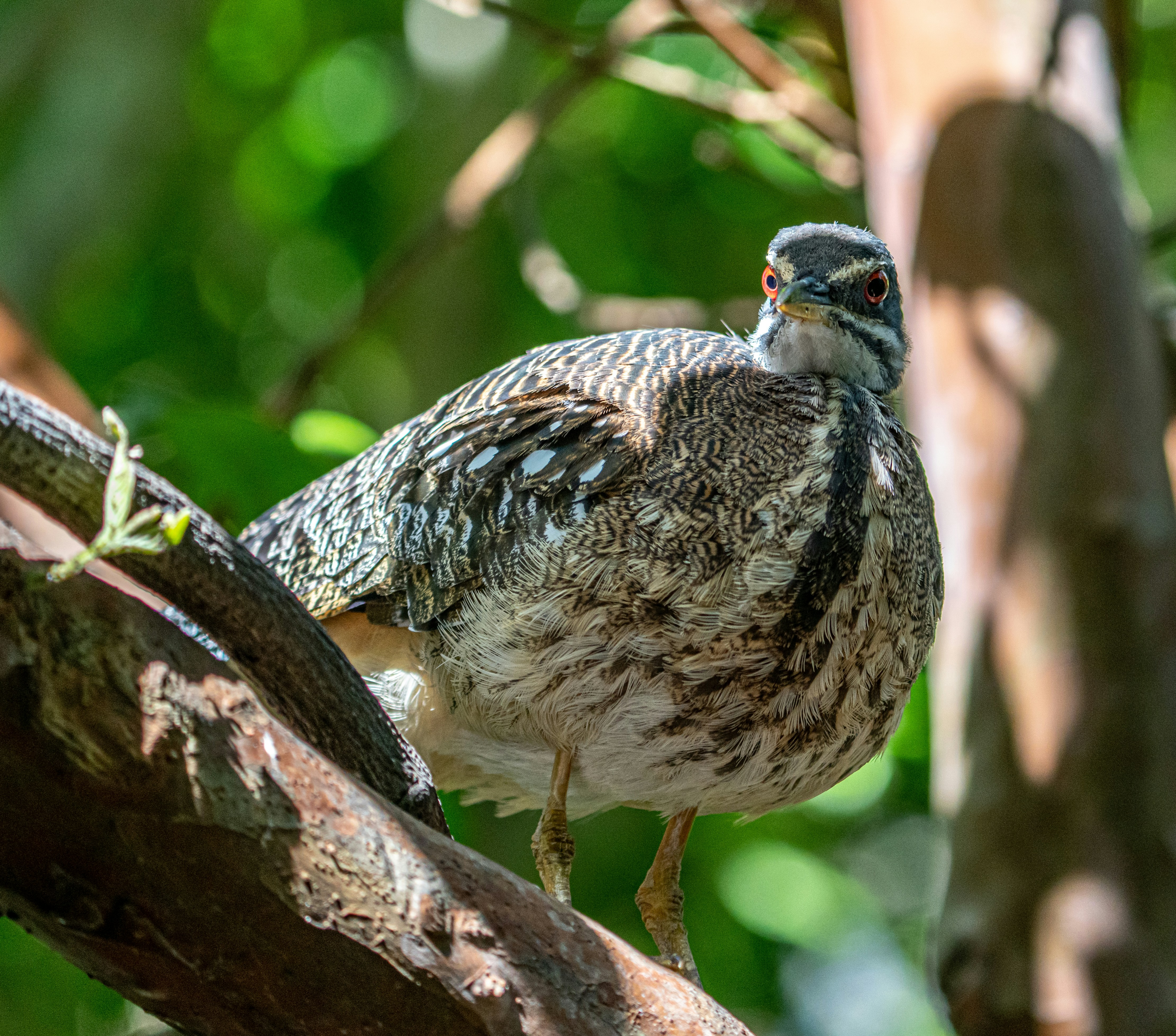 A bird perched on a branch, showcasing intricate feather patterns amidst a lush green background.