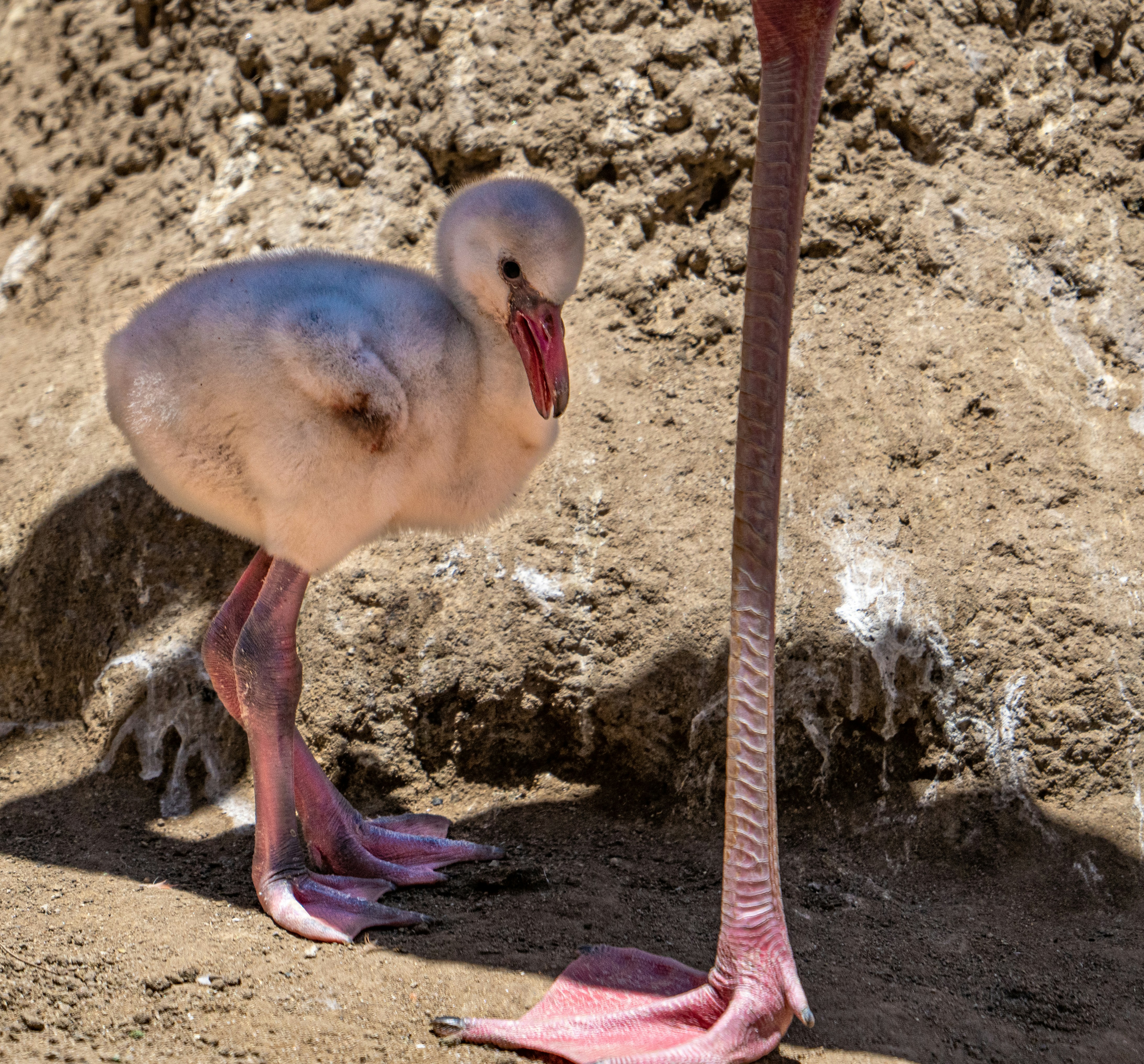 Flamingo Chick at Ground Level: A Soft-Feathered Pause by a Weathered Wall
