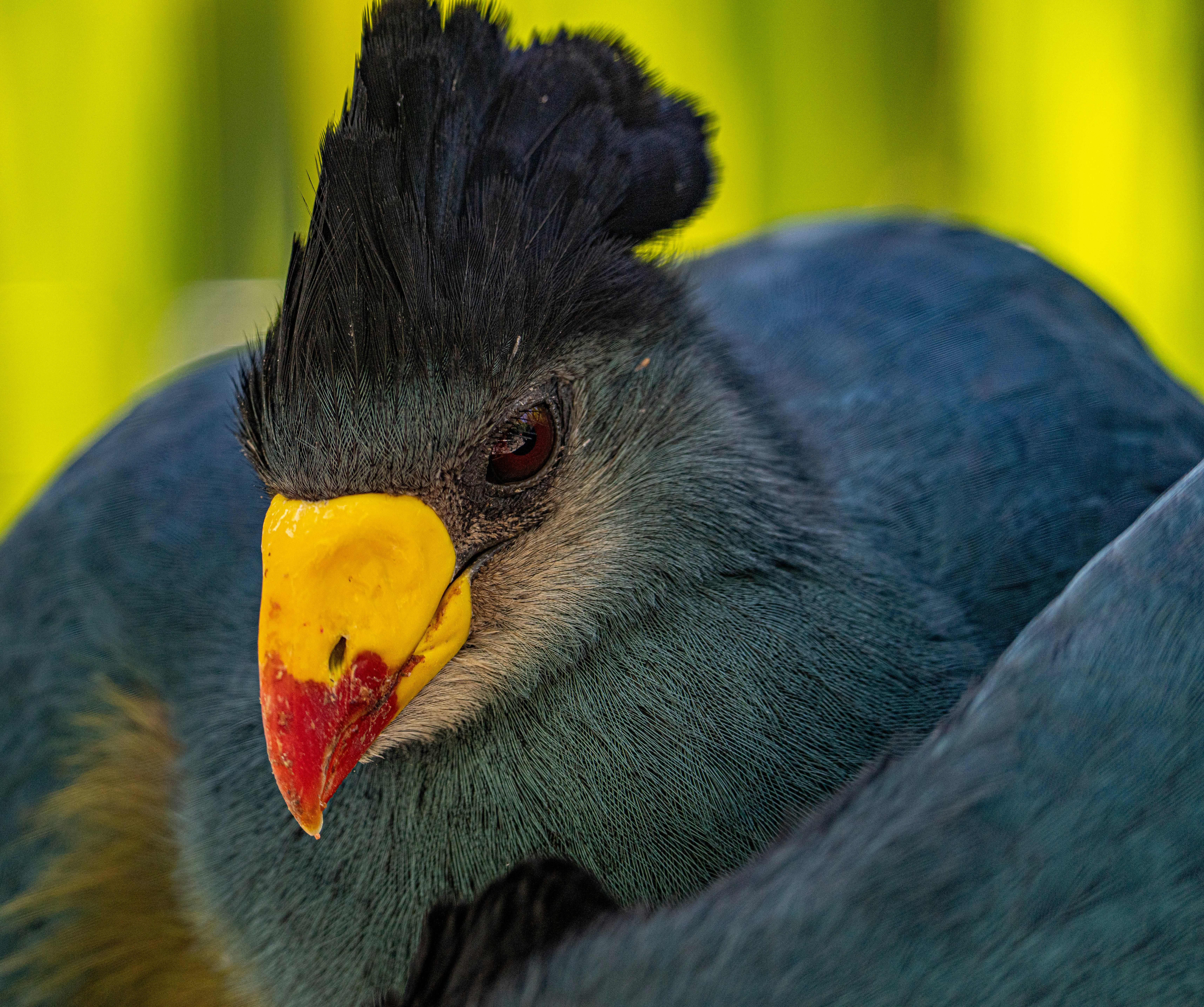 Cobalt Crest and Sunlit Beak: Portrait of a Purple Gallinule