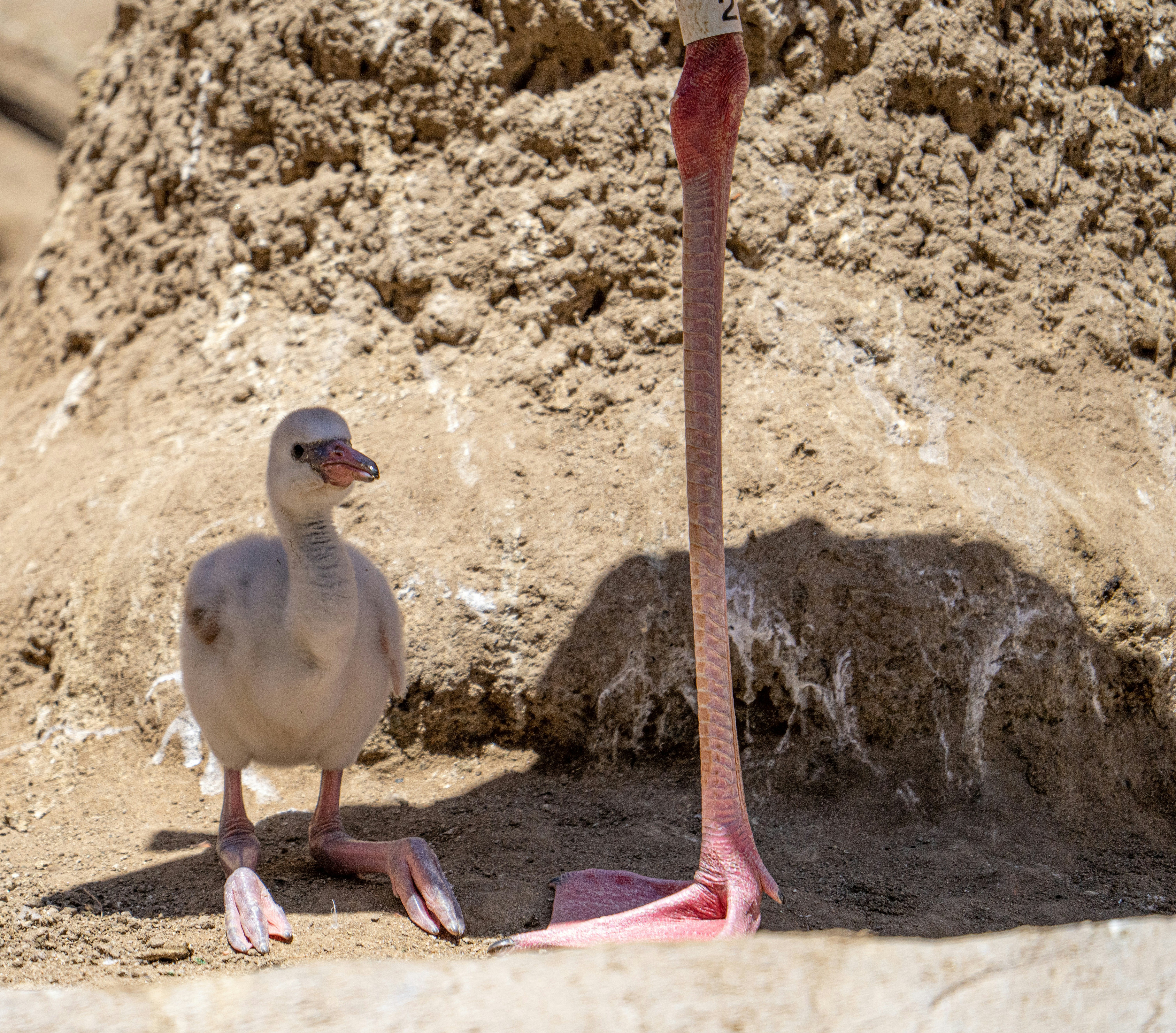 Curious Hatchling by a Flamingo's Leg in a Sunlit Sand Enclosure