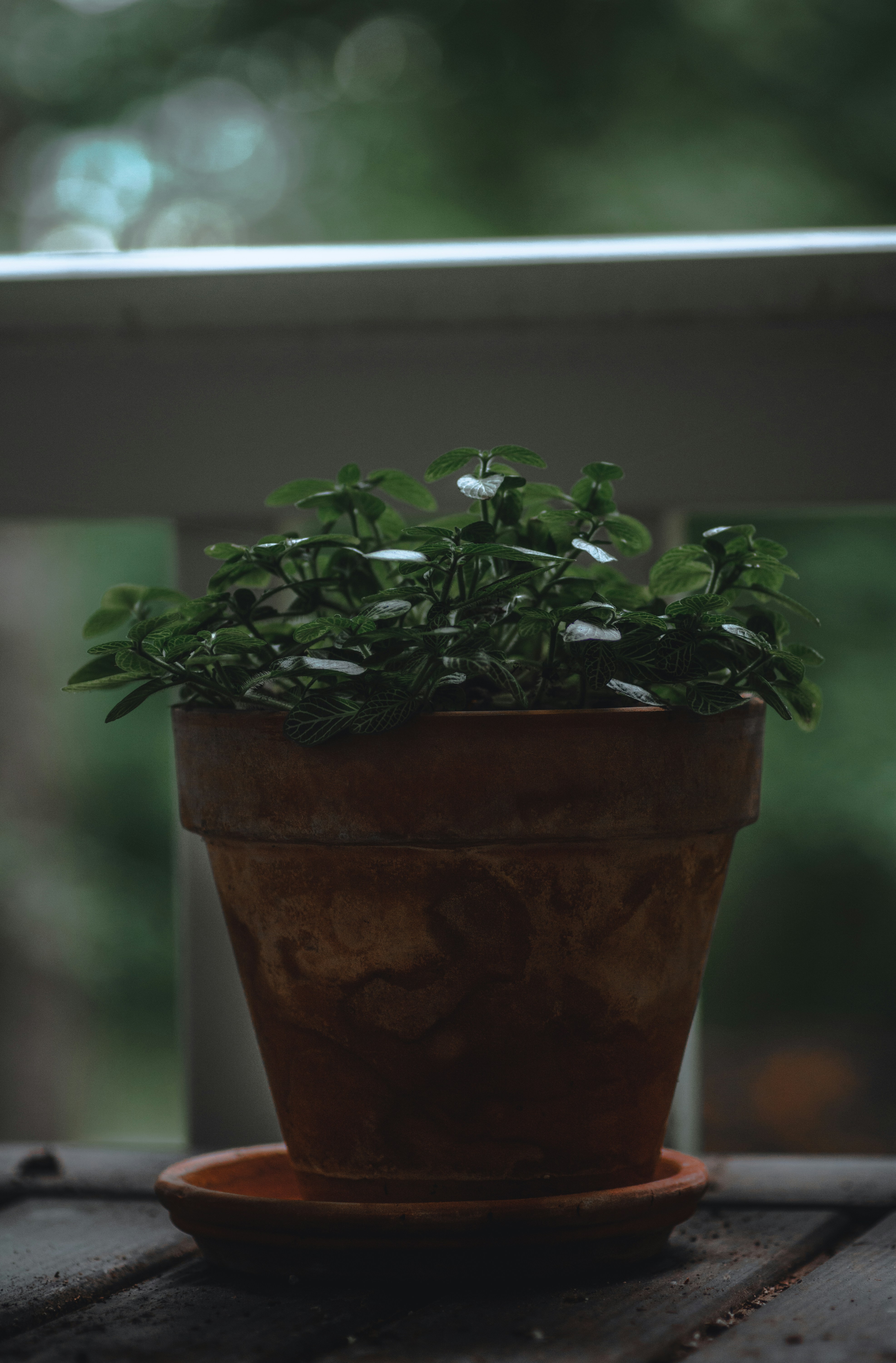 Mint on a Weathered Balcony Pot: Quiet Green on Wooden Slats