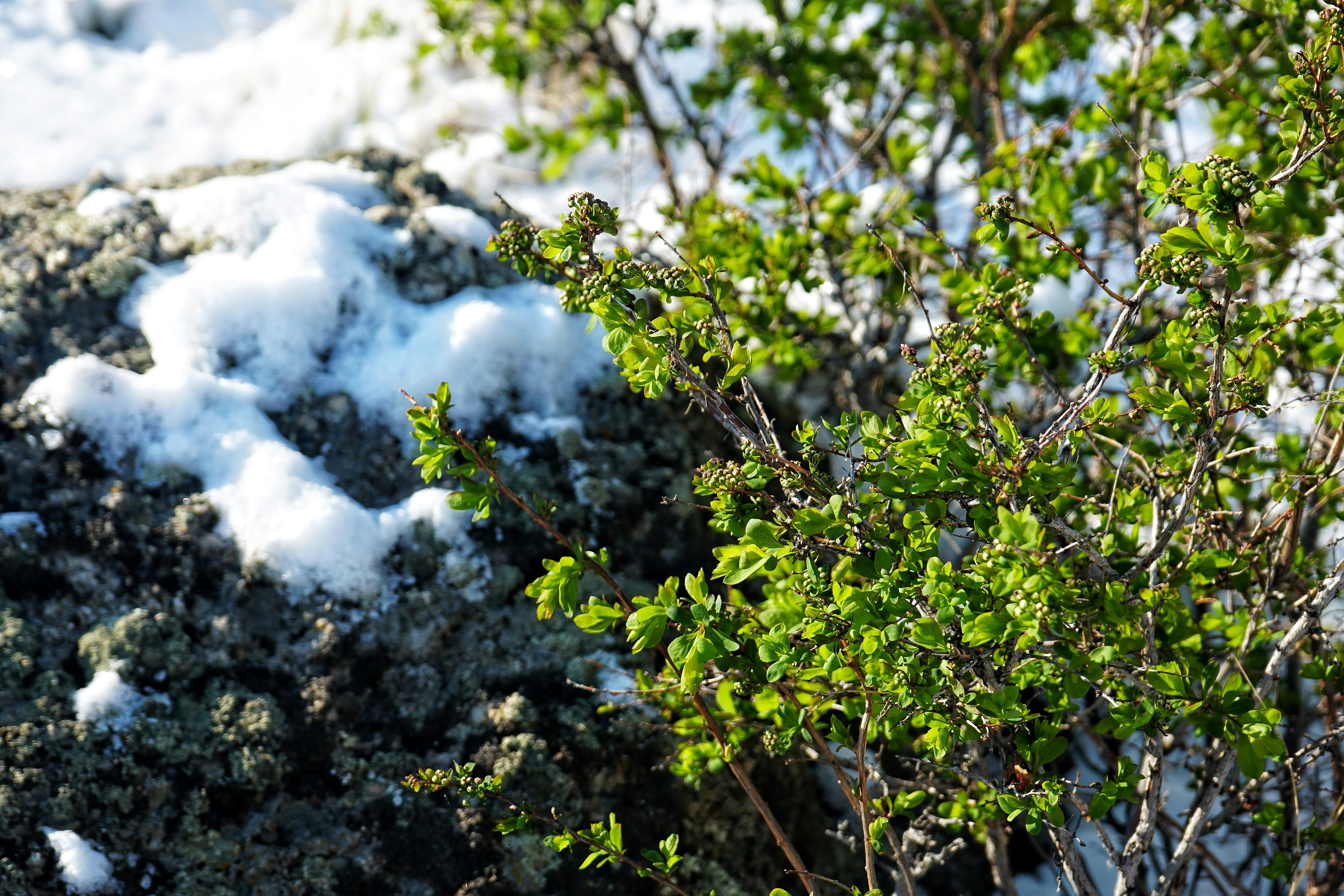Snow-kissed shrub in a sunlit alpine scene