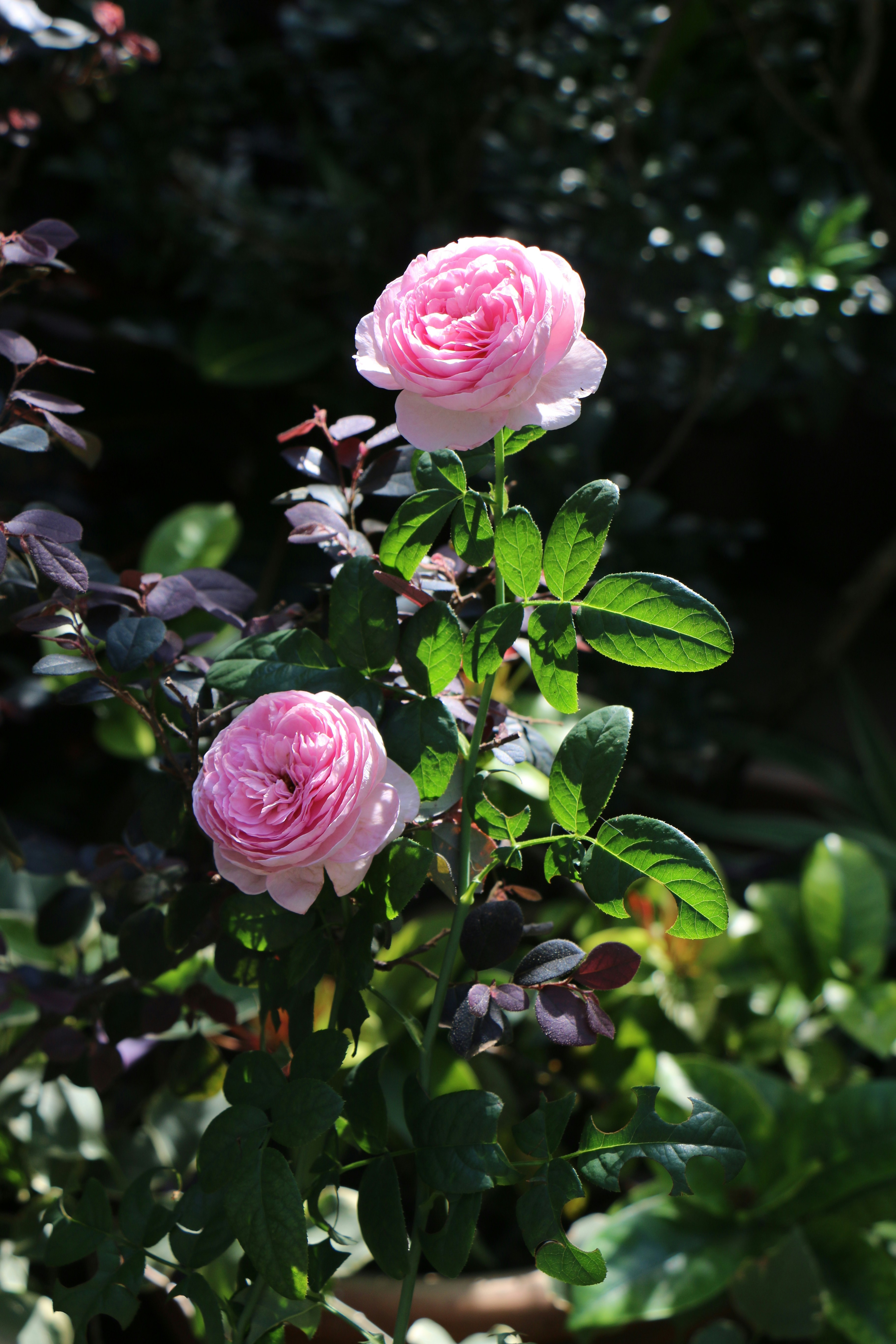 Two pink roses nestled among lush green foliage, illuminated by soft sunlight.