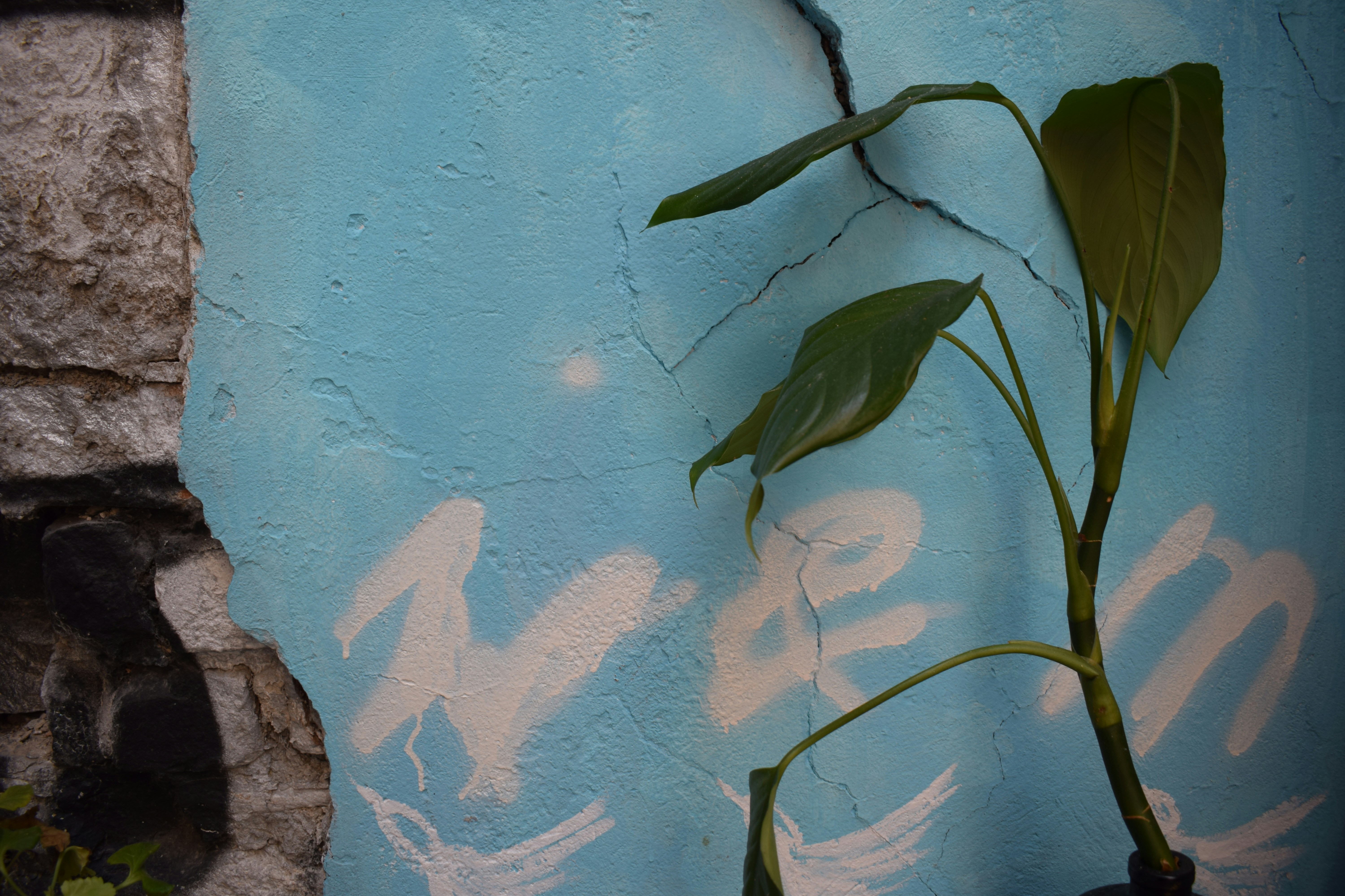 Green Sprout Reaching Past a Weathered Blue Wall