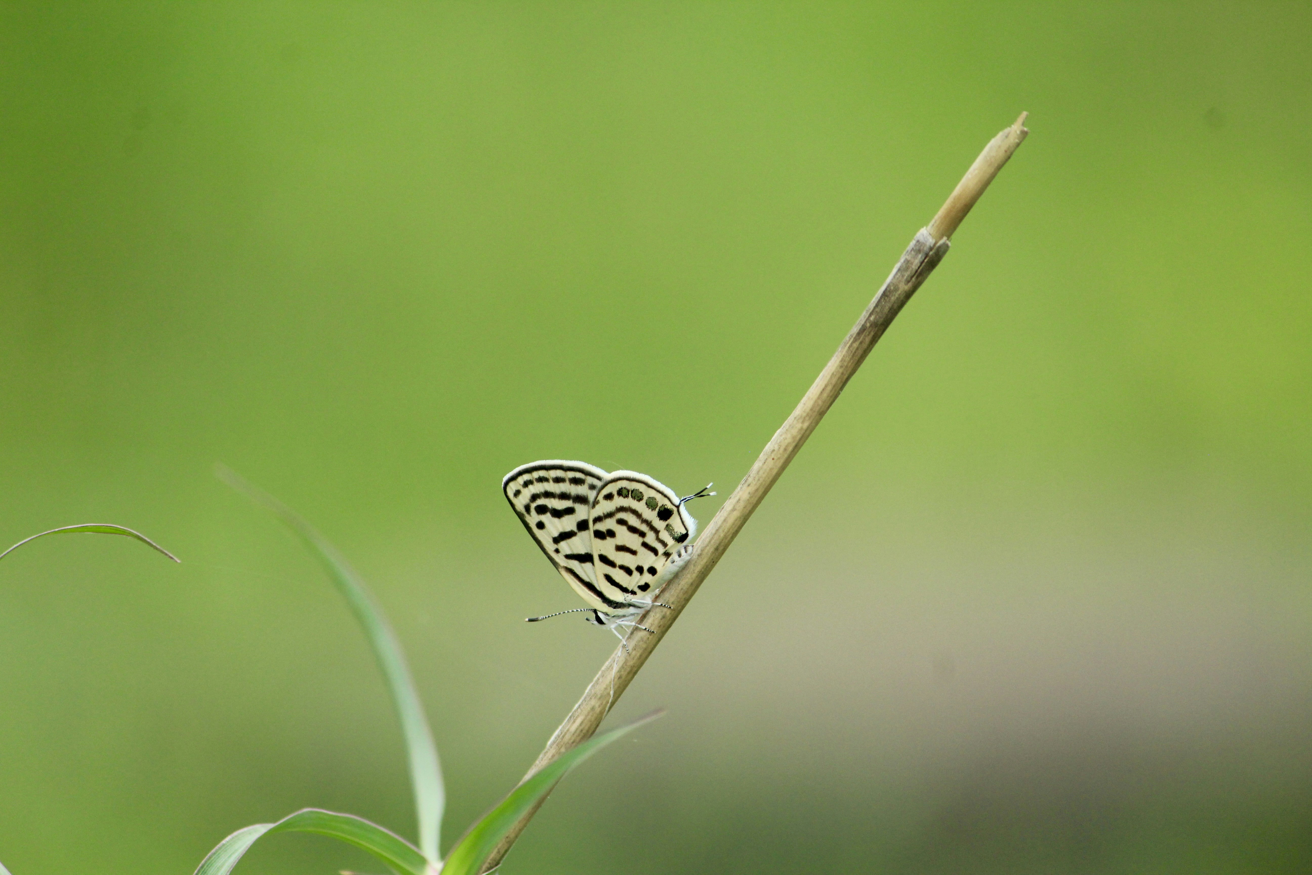 black and white butterfly on brown stick