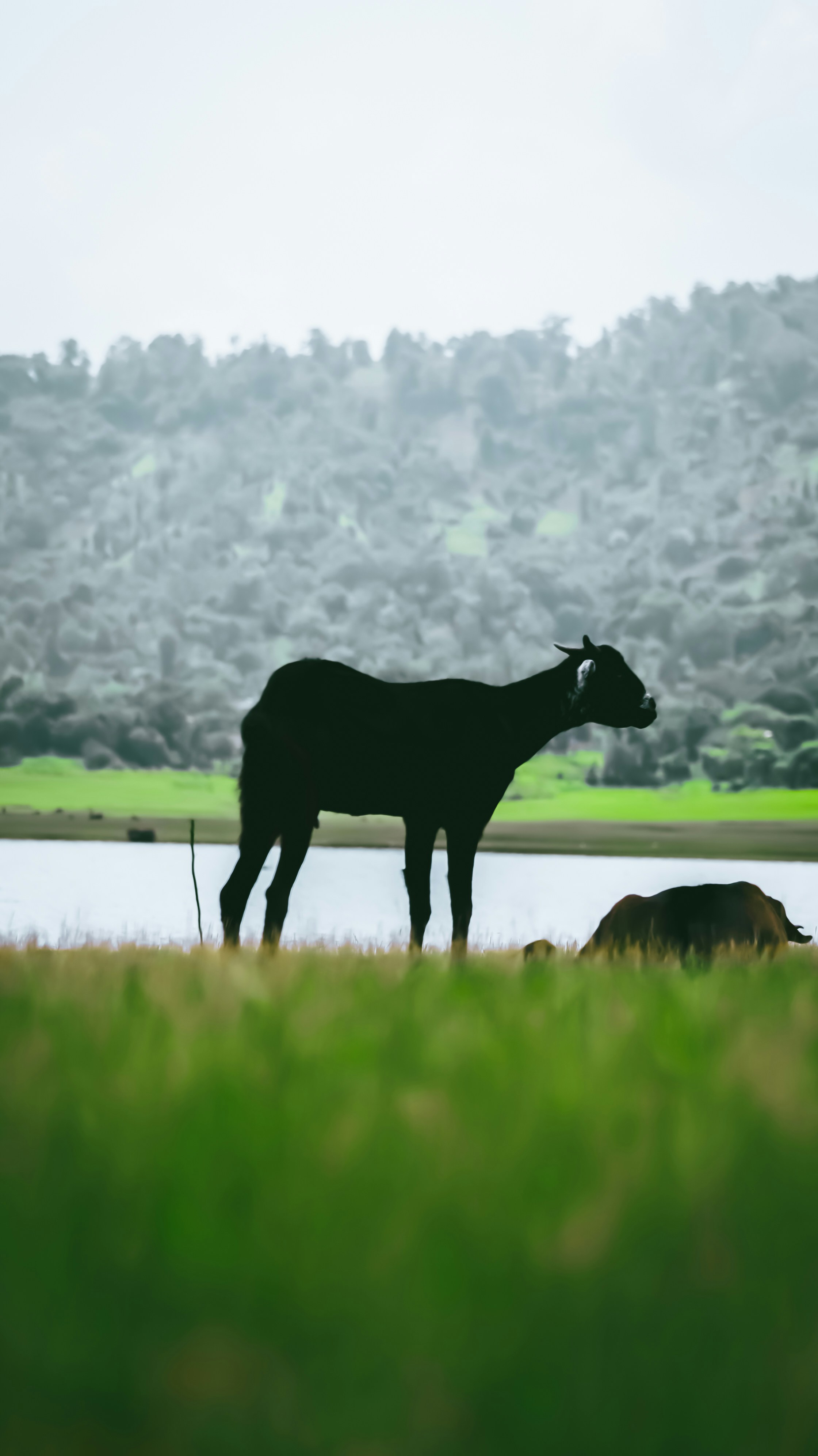 Silhouette by the Lake: A Black Cow Standing Against a Misty Horizon
