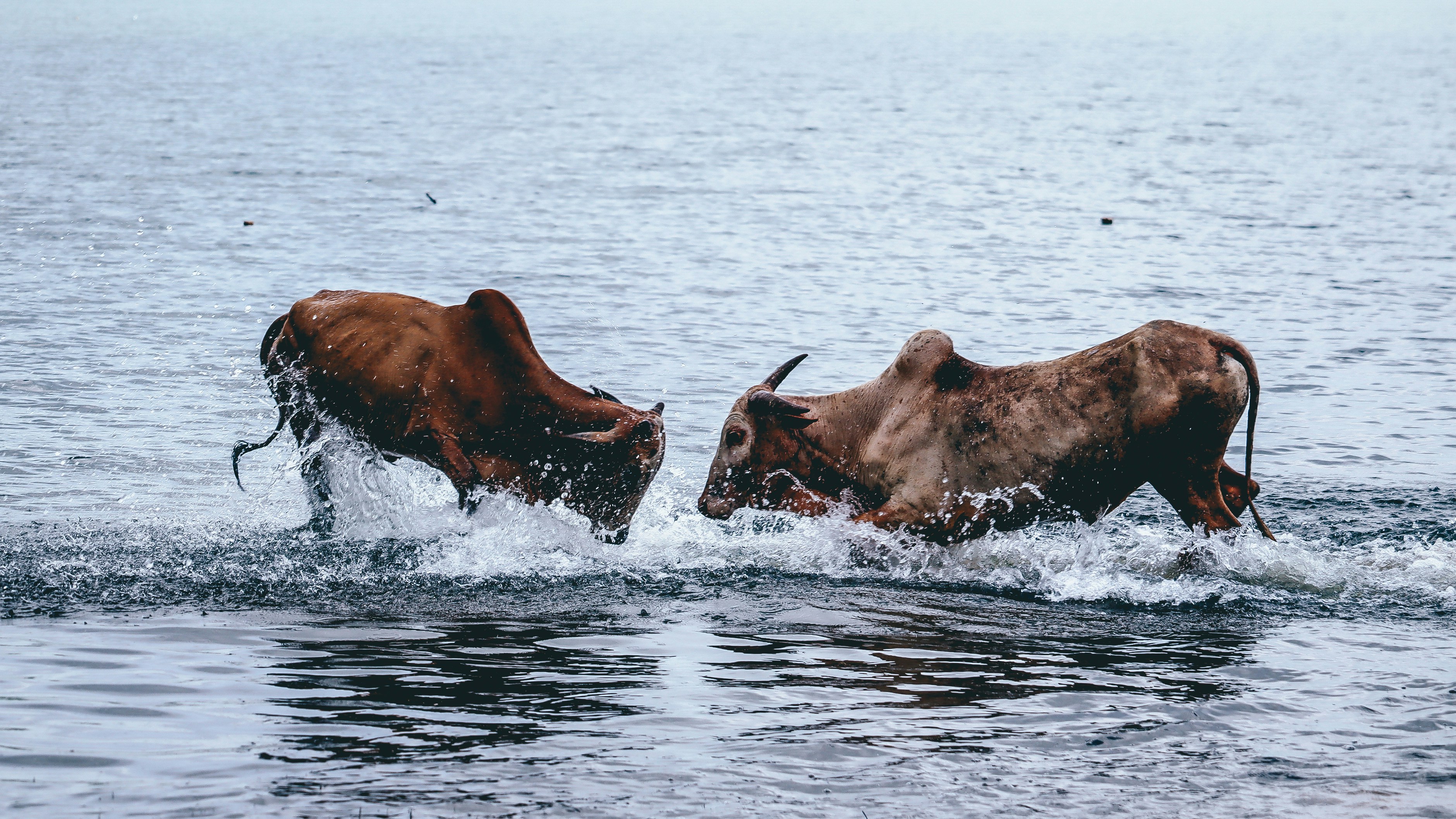 Twin Water Buffaloes Cut Through Shoreline Spray