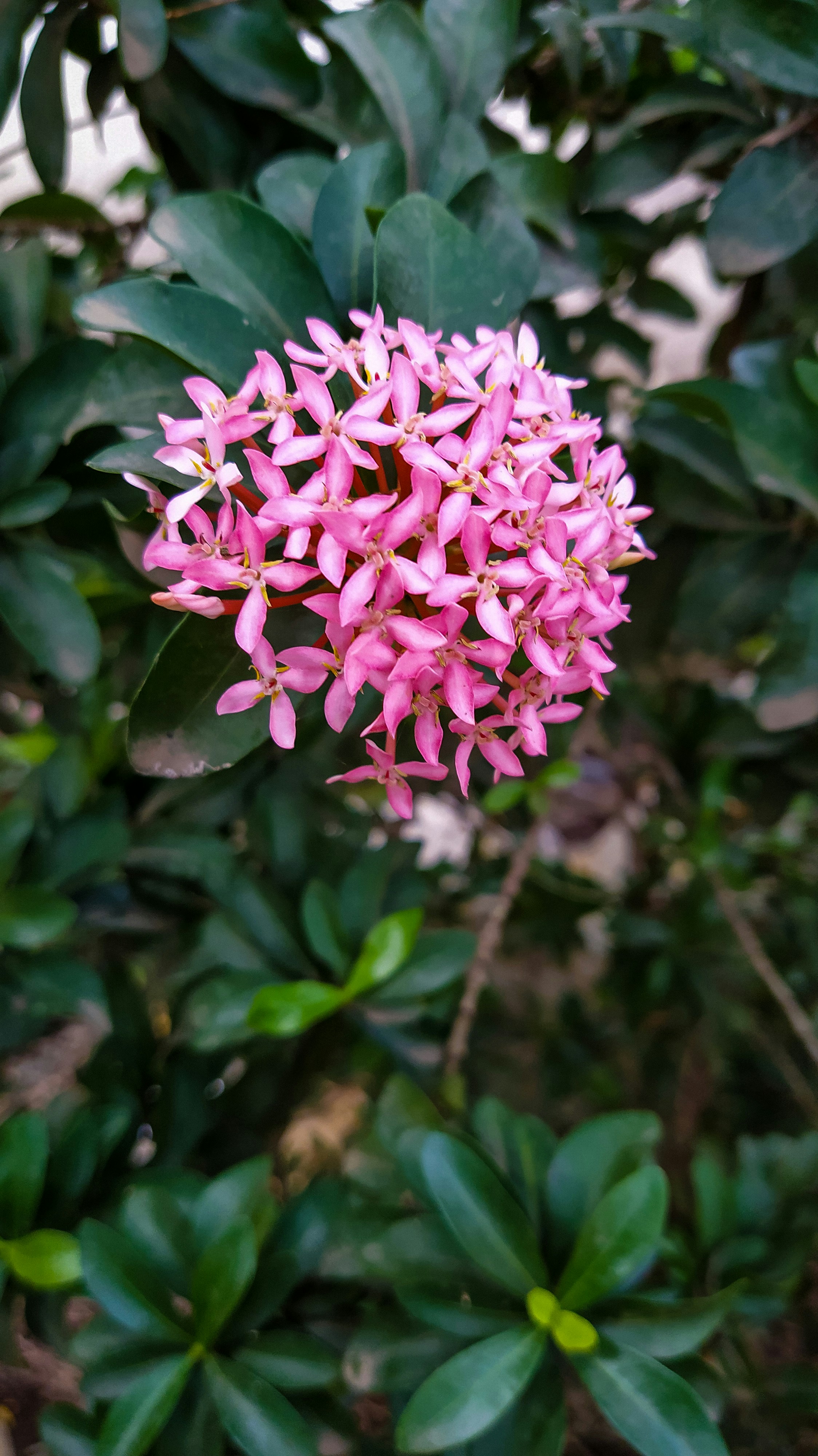 Cluster of vibrant pink flowers surrounded by lush green leaves, showcasing the beauty of nature's design.