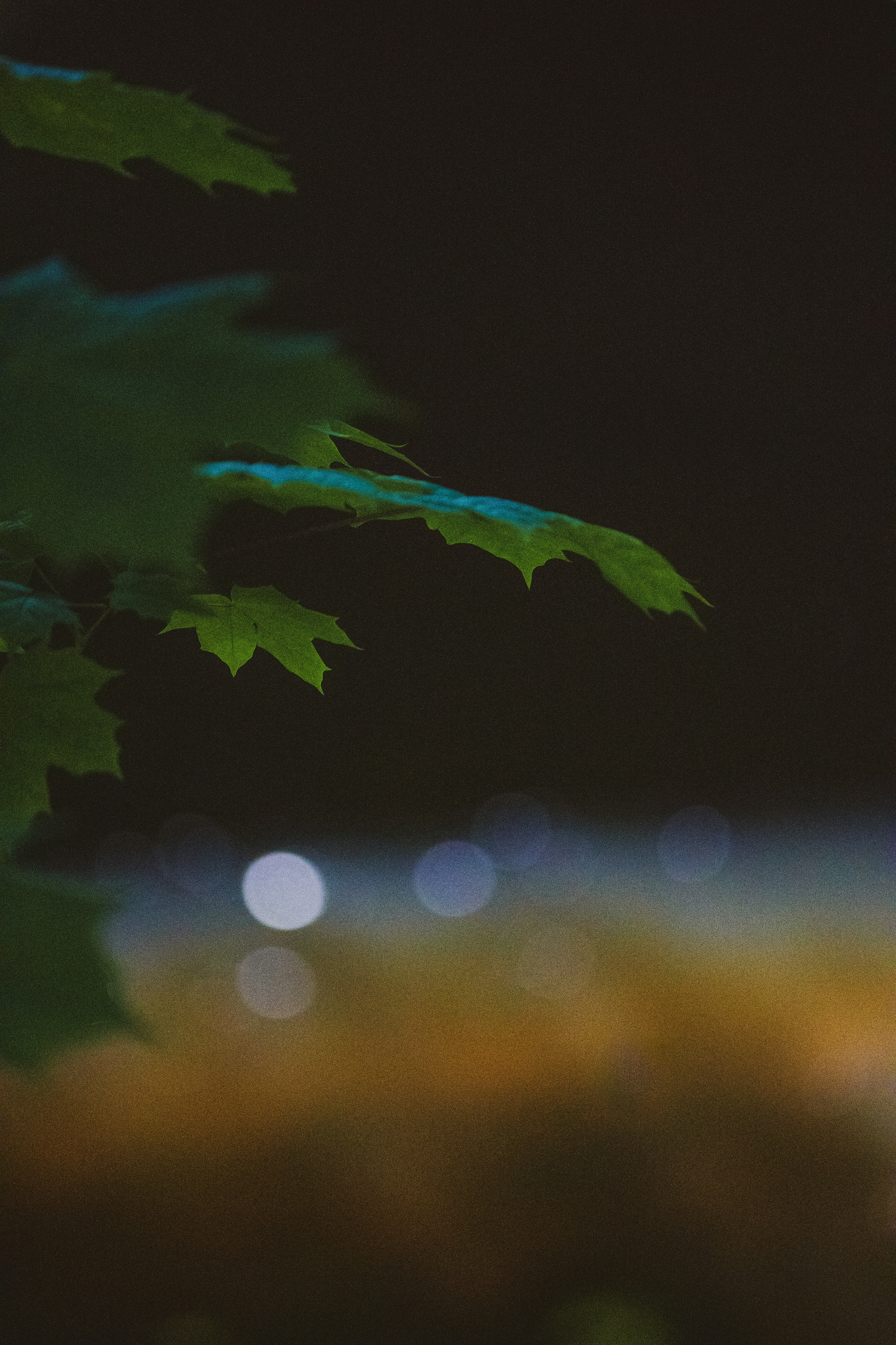 Leaf Frame at Night: Emerald Fronds and Distant City Glow