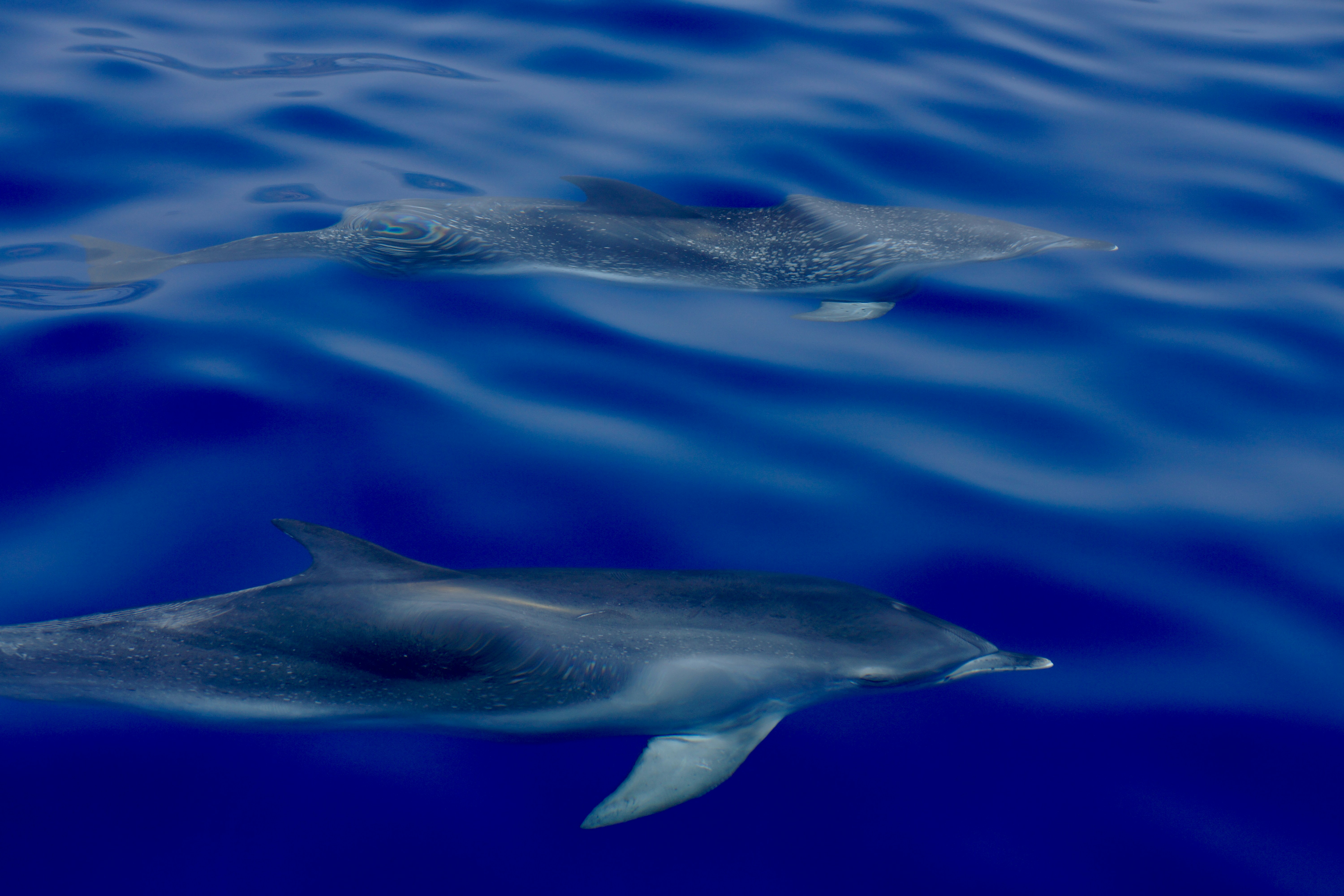 Grey dolphin in blue water photo – Free Madeirã Image on Unsplash