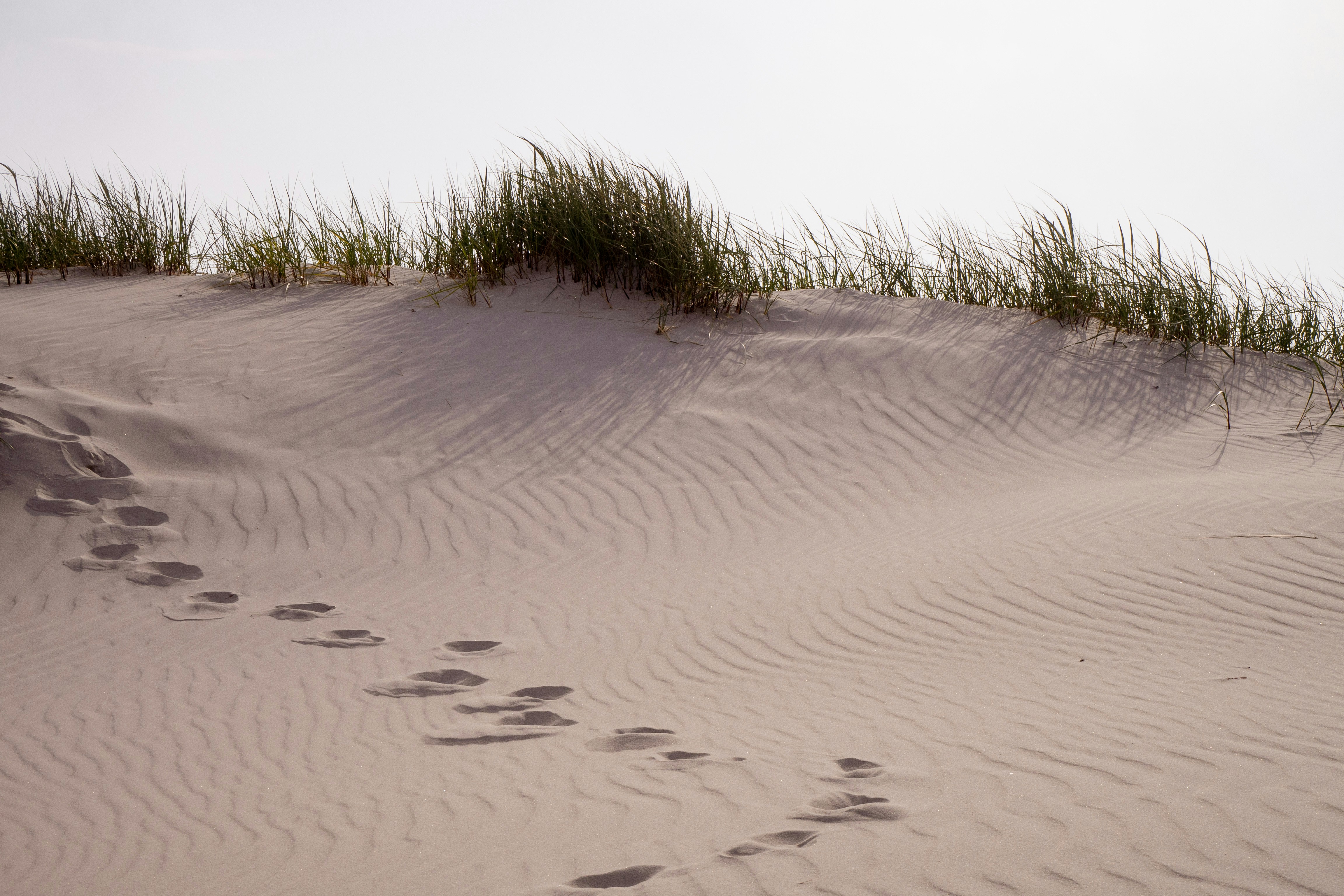 Footprint Trail Toward a Windswept Dune Crest