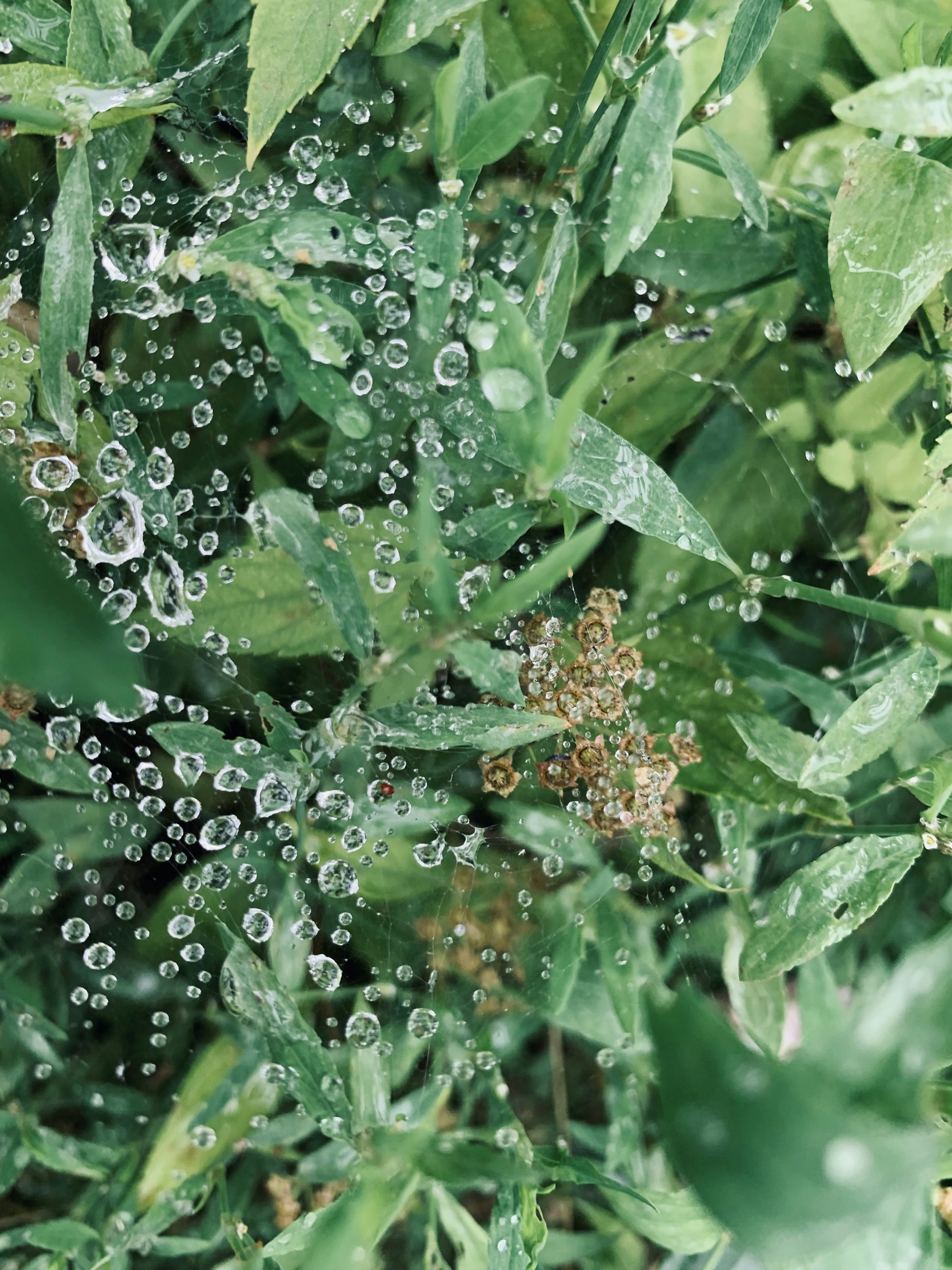 Emerald Veil: Morning Dew Adorns Hidden Web Threads