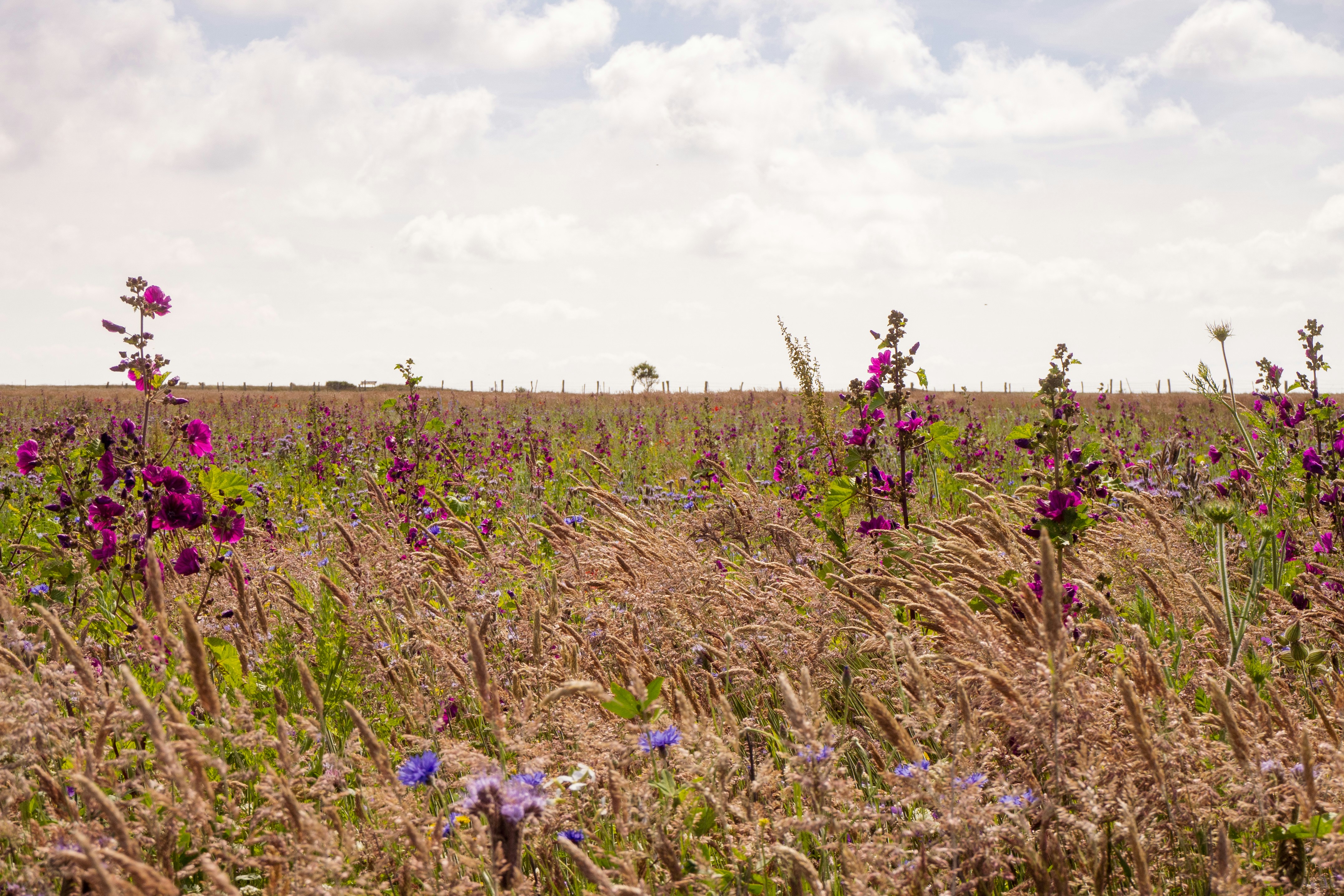 Wildflower Field at Midday