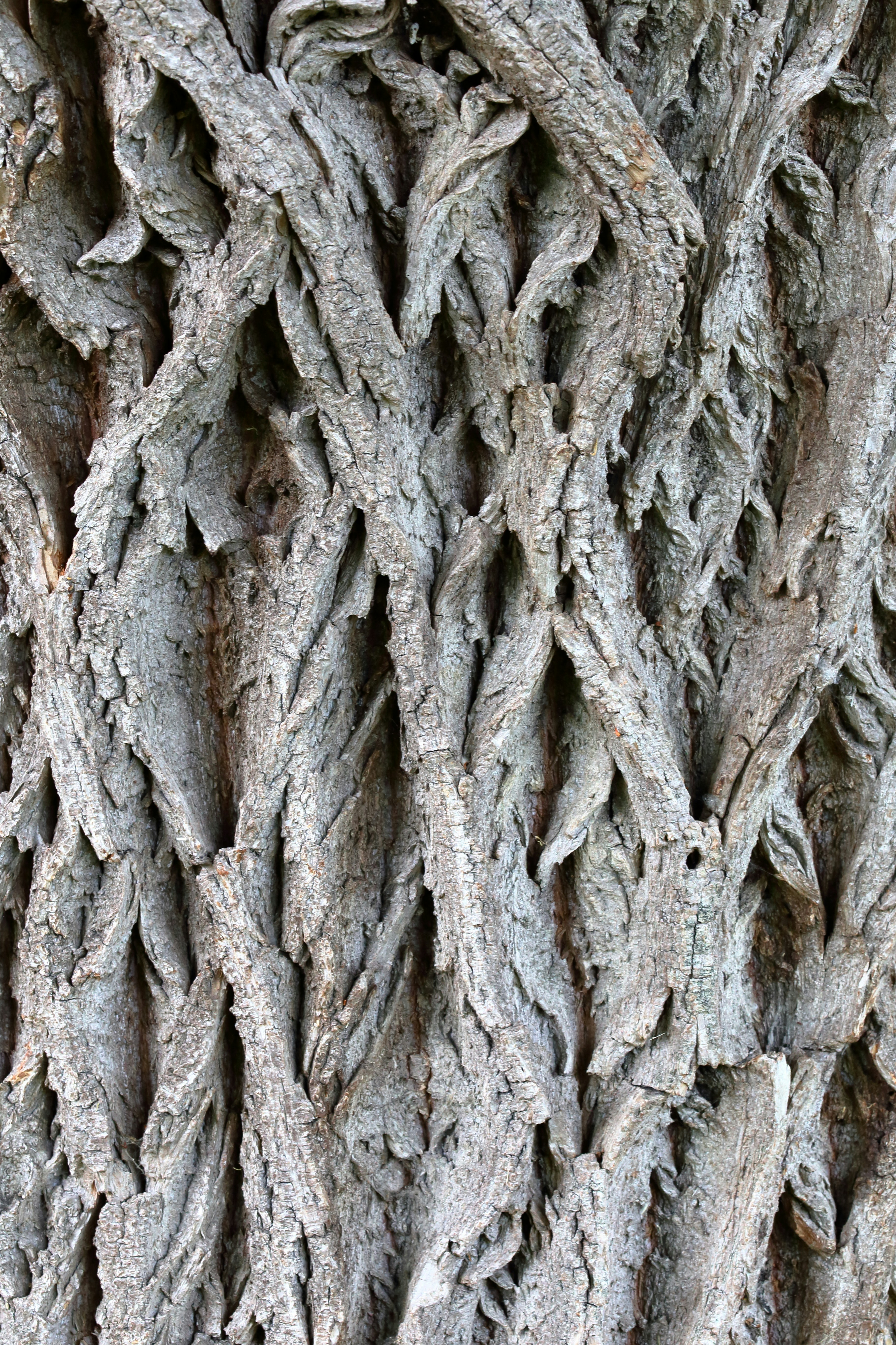 Textured bark of a tree showcasing intricate patterns and natural artistry.