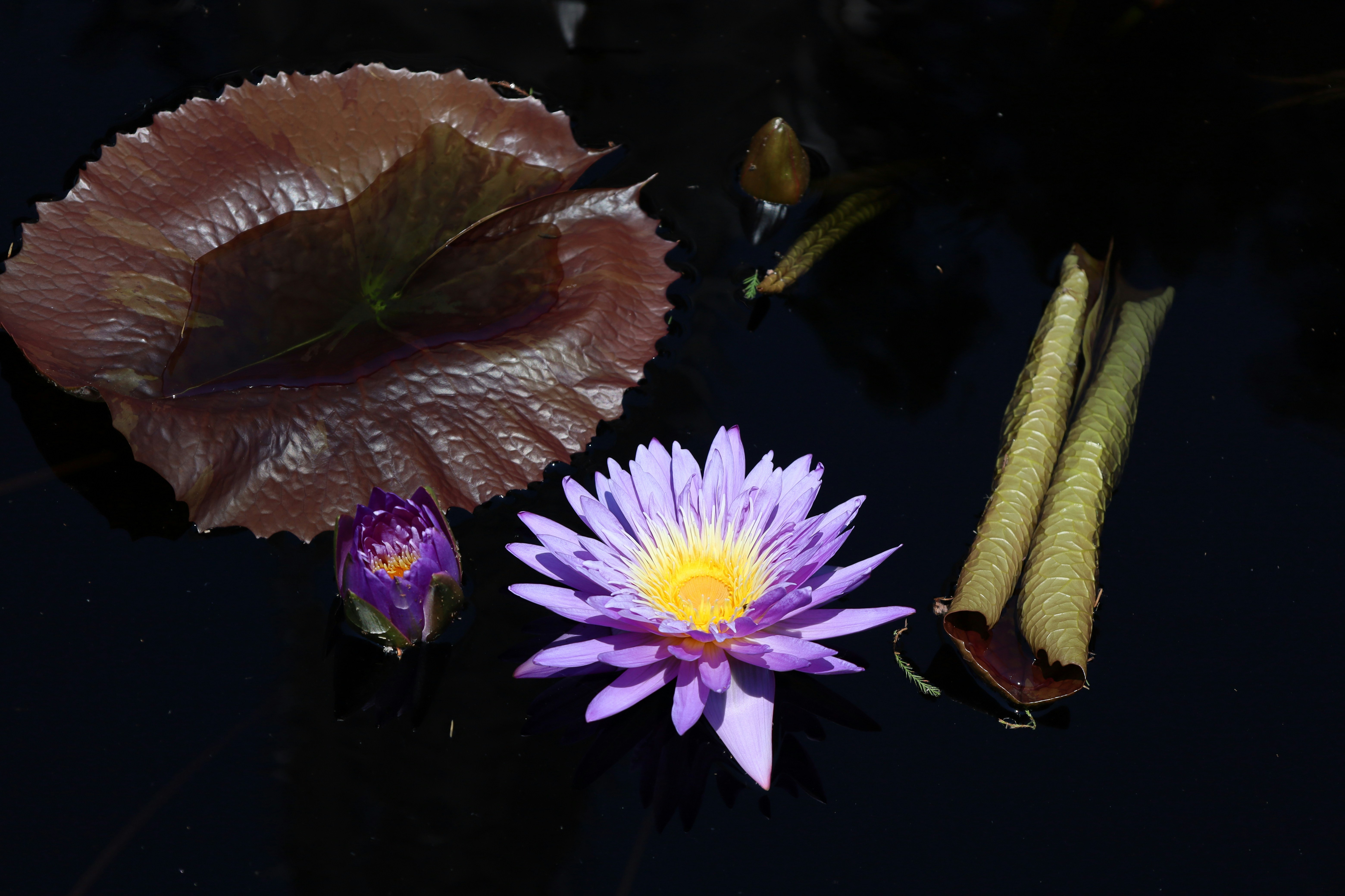 Nocturne on Dark Water: A Purple Water Lily in Velvet Silence