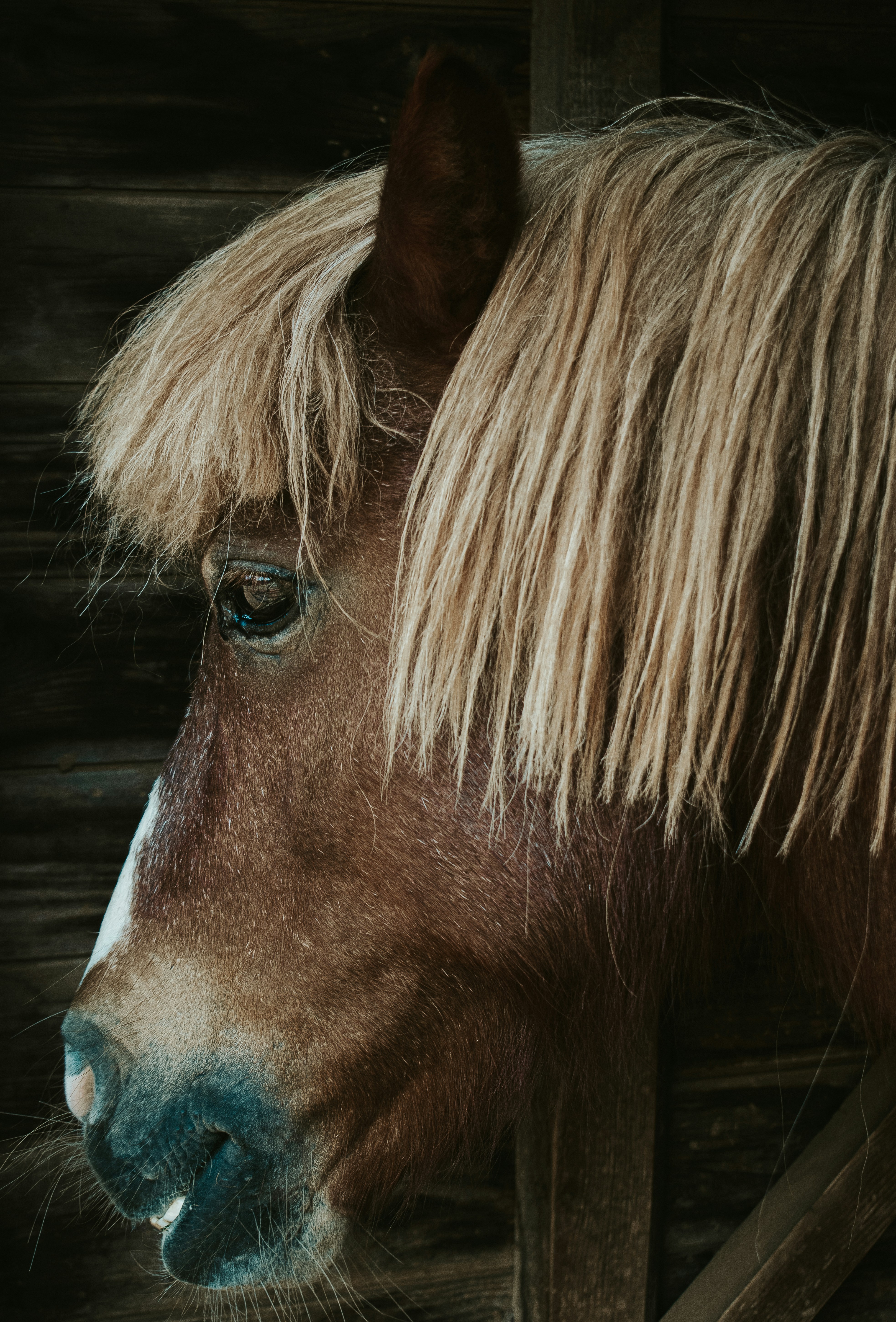 Close-up of a horse with a distinctive mane, gazing thoughtfully against a rustic wooden backdrop.