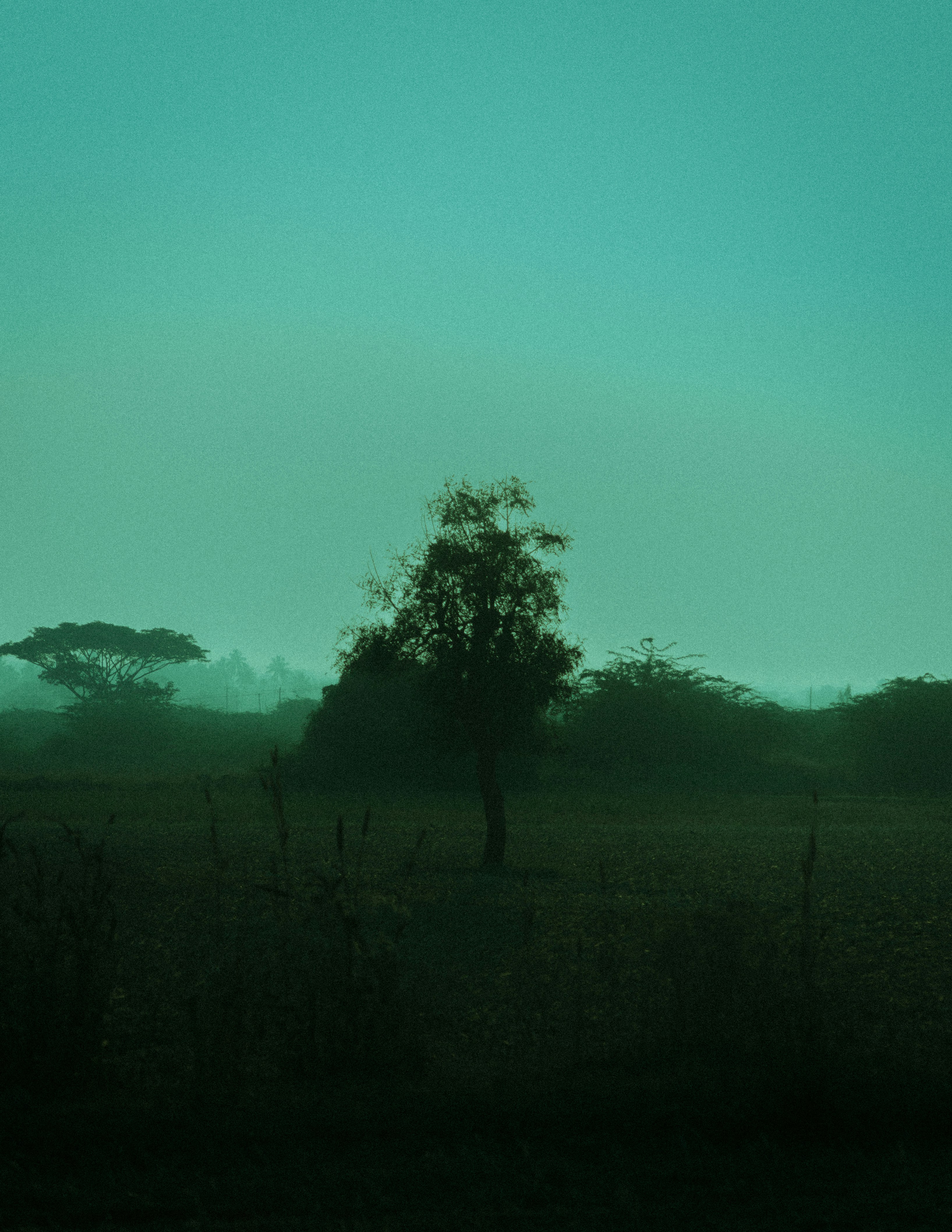 A beautiful tree by itself standing out from the rest.jabez Samuel