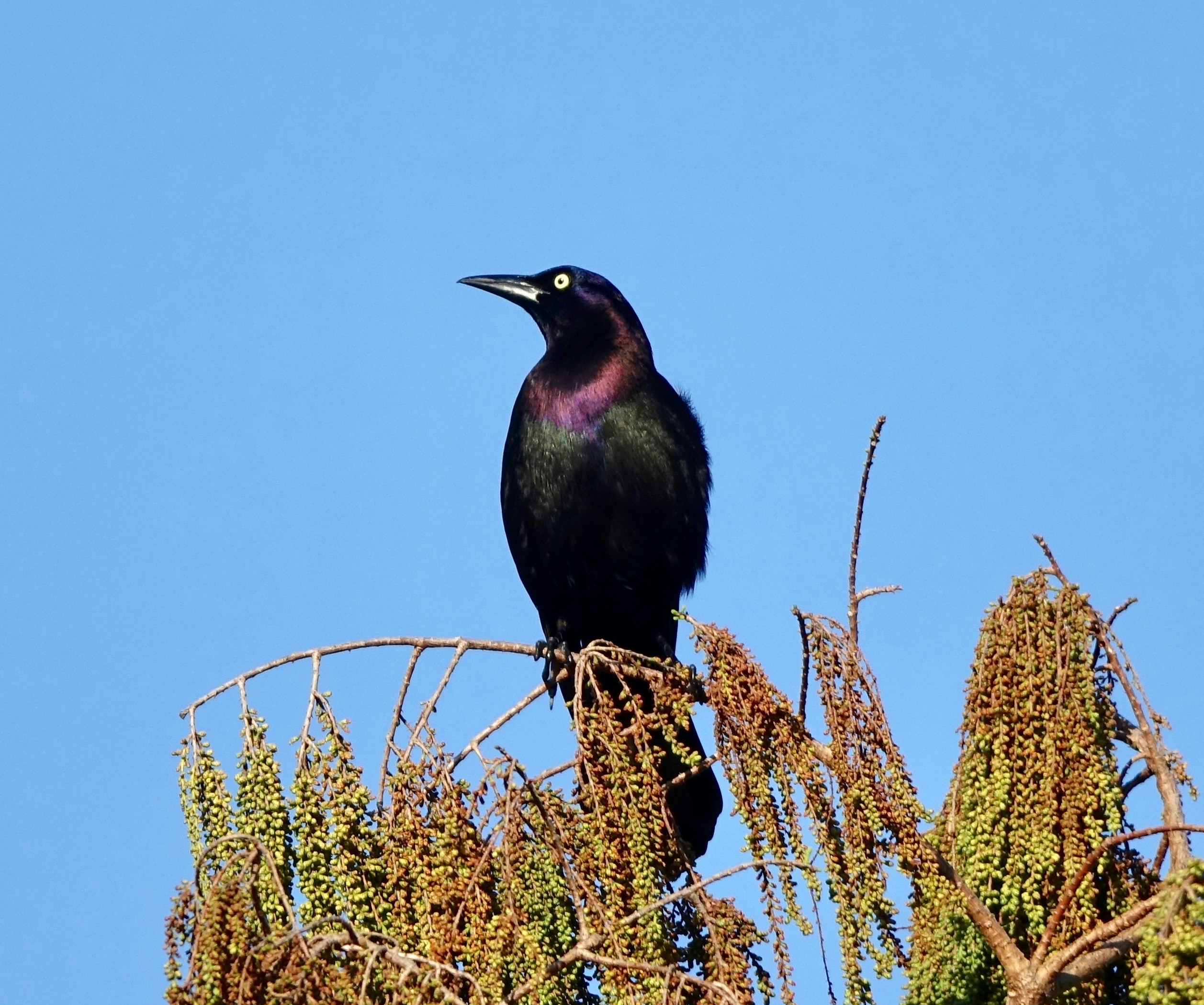 Royal Starling Perched on Dry Seedheads Beneath a Cobalt Sky