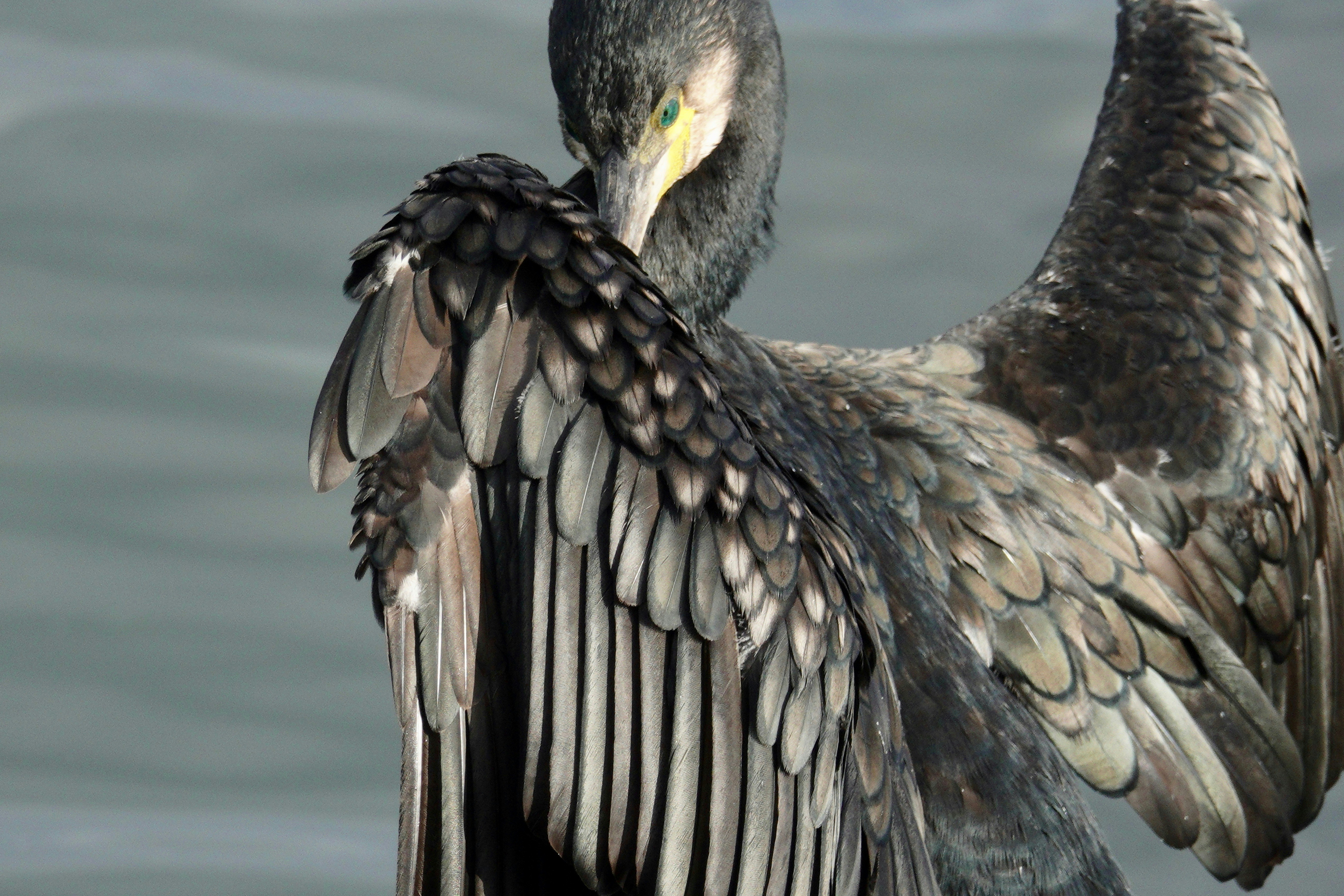 Cormorant preening its feathers on calm water.