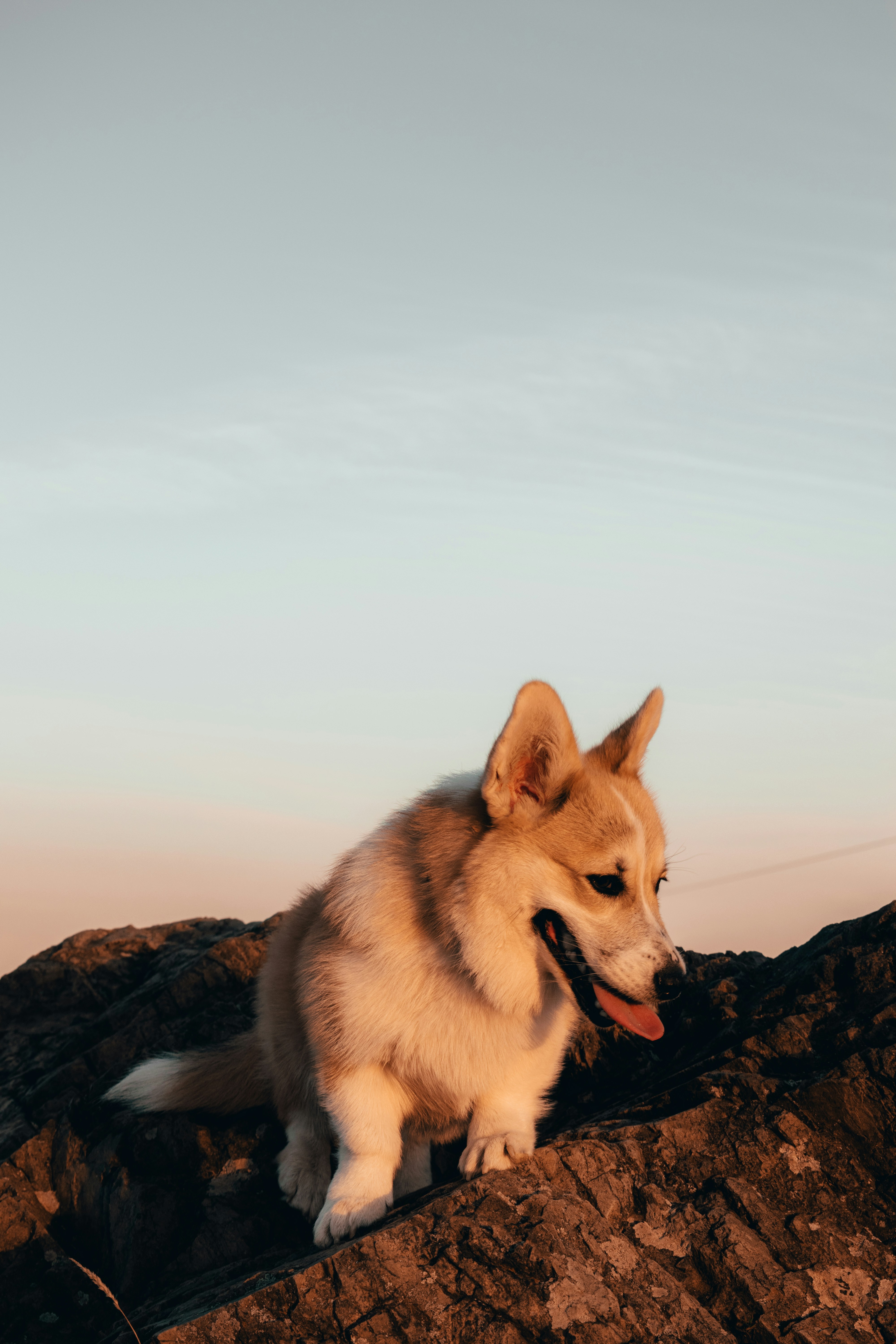Brown and white long coated dog on brown rock formation during daytime ...