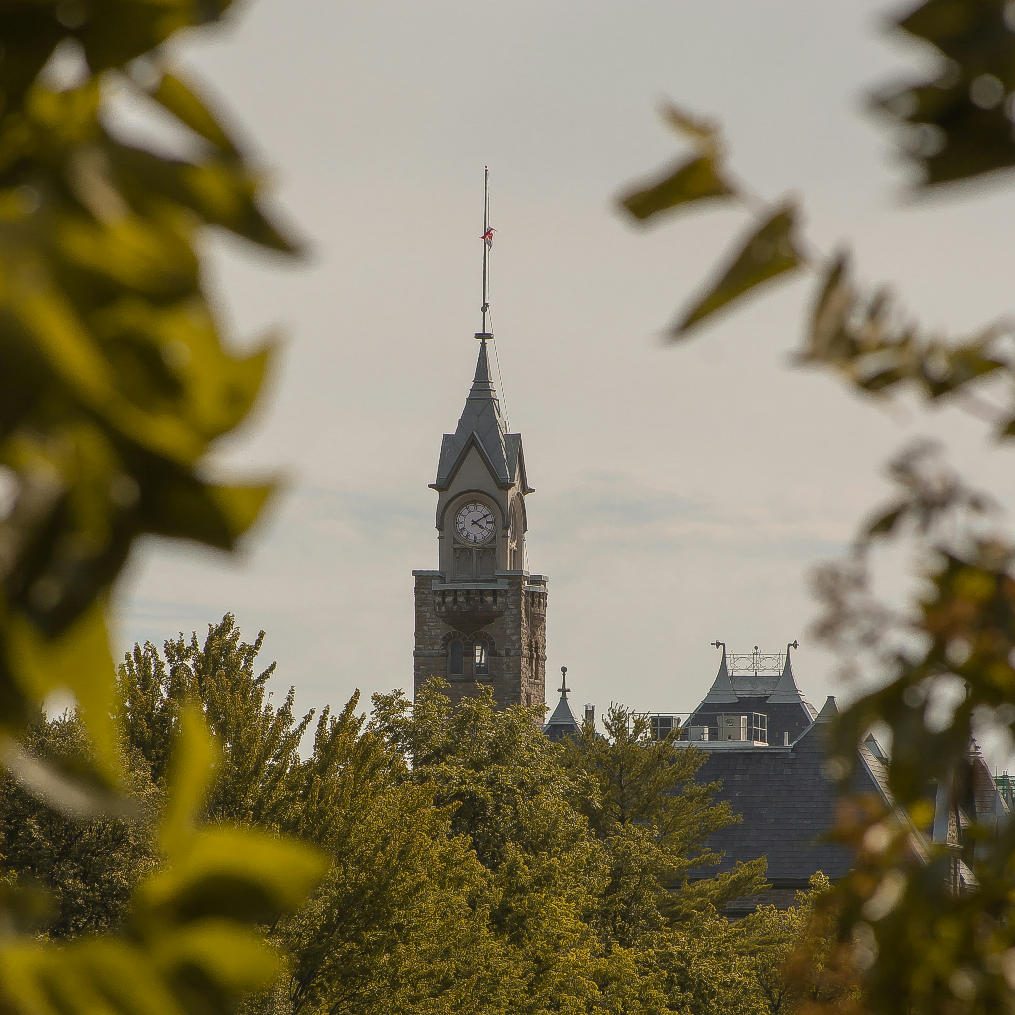 Historic clock tower peeking through lush green foliage under a clear sky.