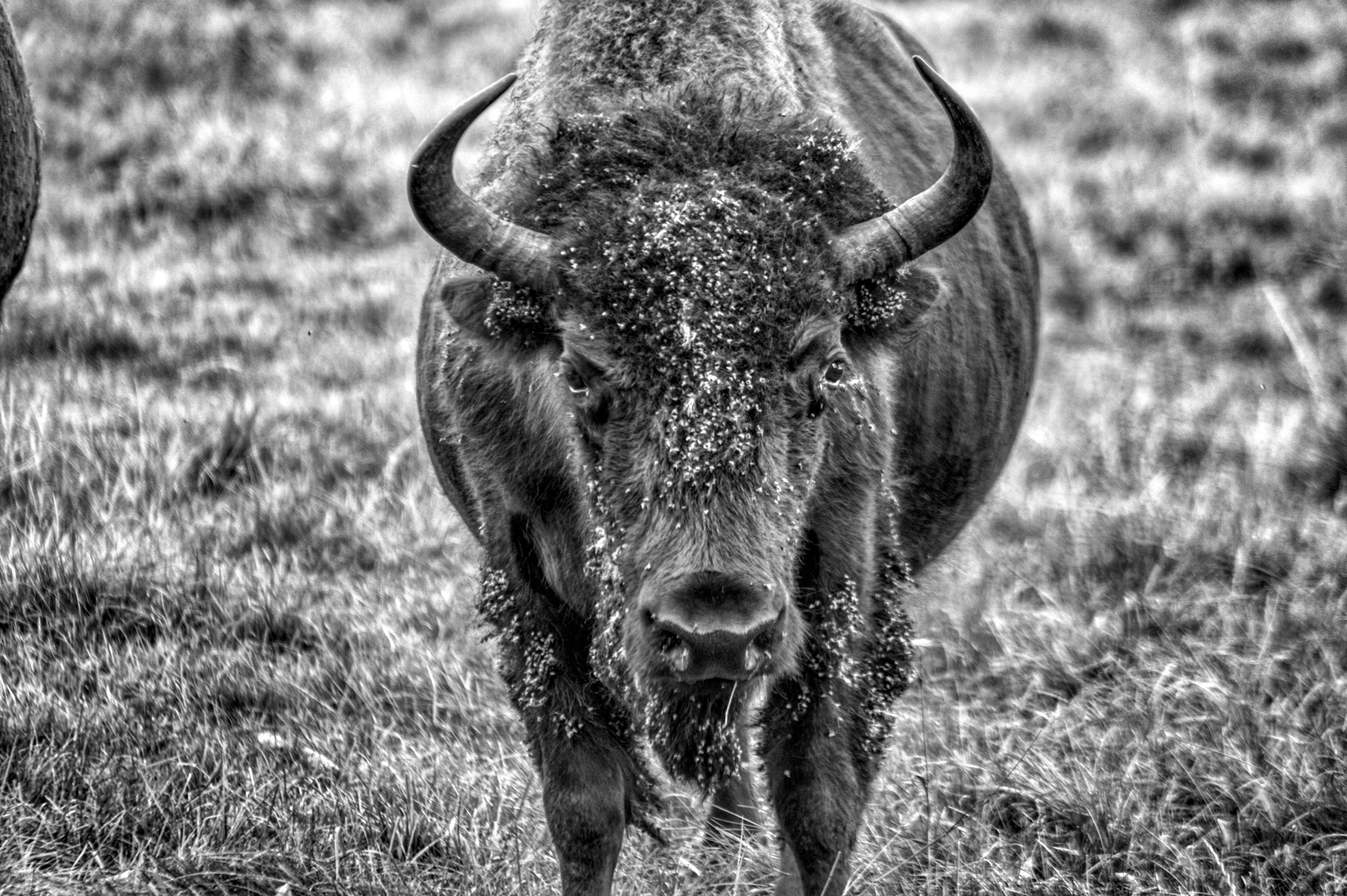 A close-up of a bison adorned with grass, showcasing its powerful features and textured fur in black and white.