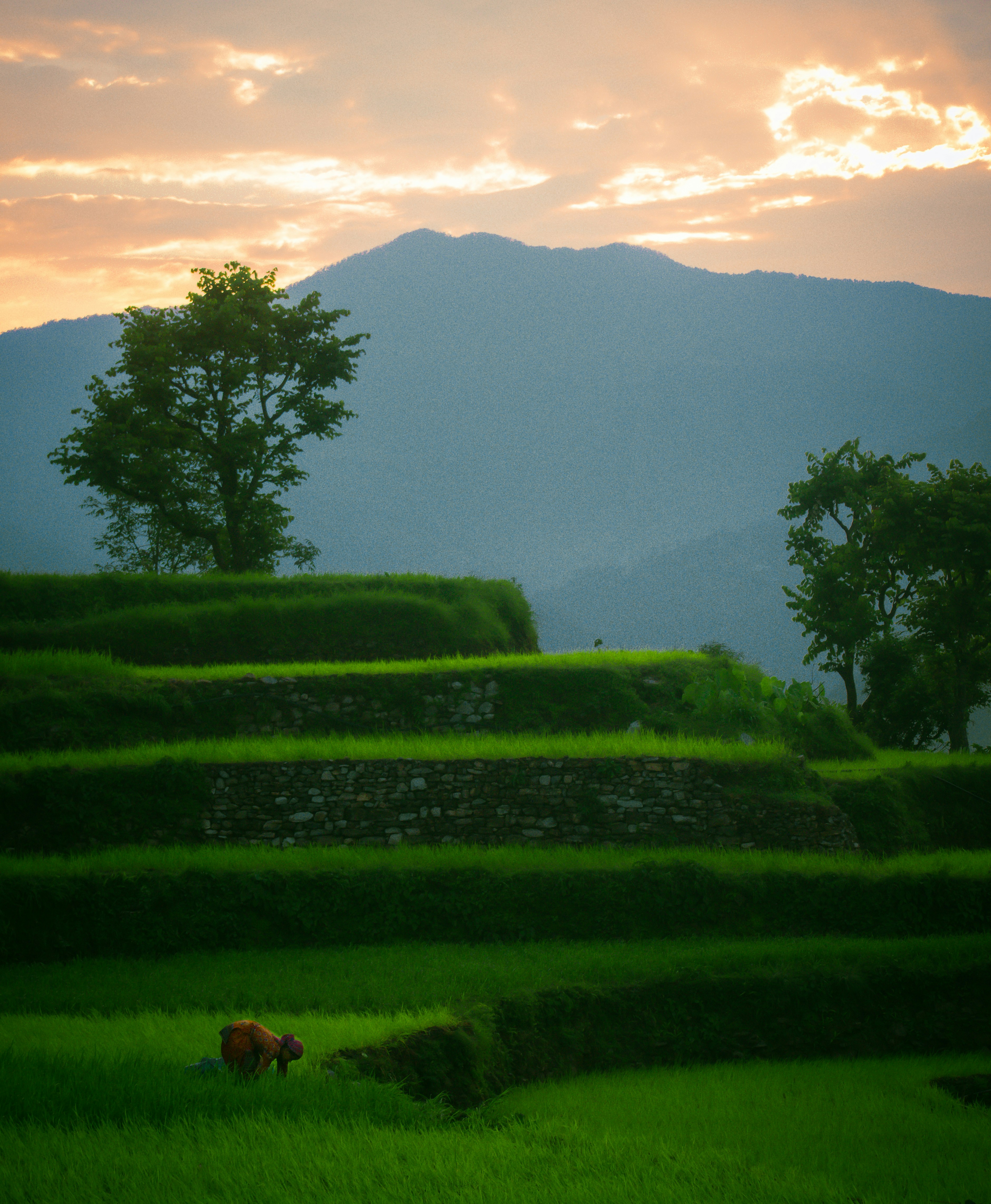 Terraced Verdure at Dusk: A Cow Among Green Steps