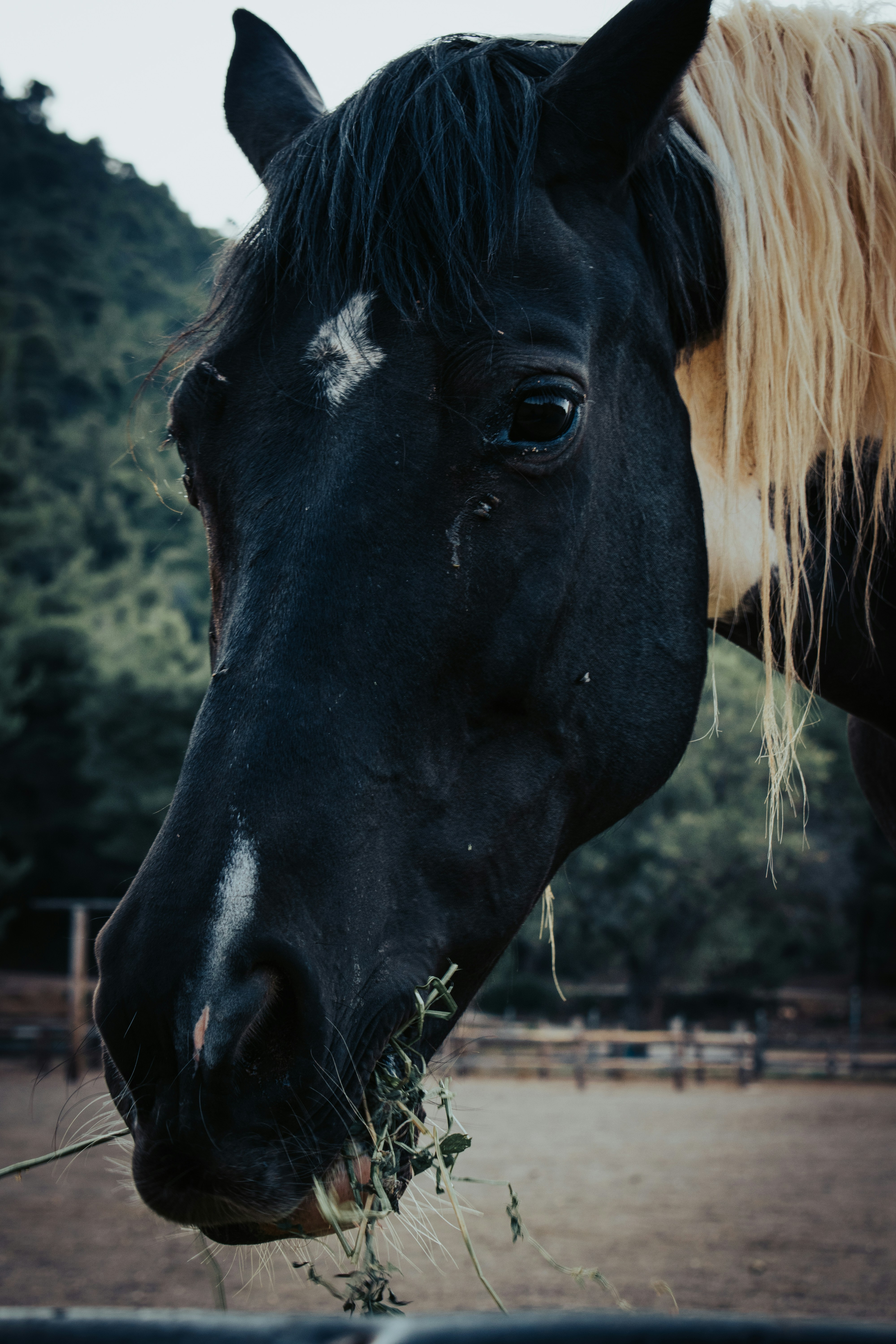 Close-up of a black horse grazing, showcasing its expressive features and flowing mane against a blurred natural backdrop.