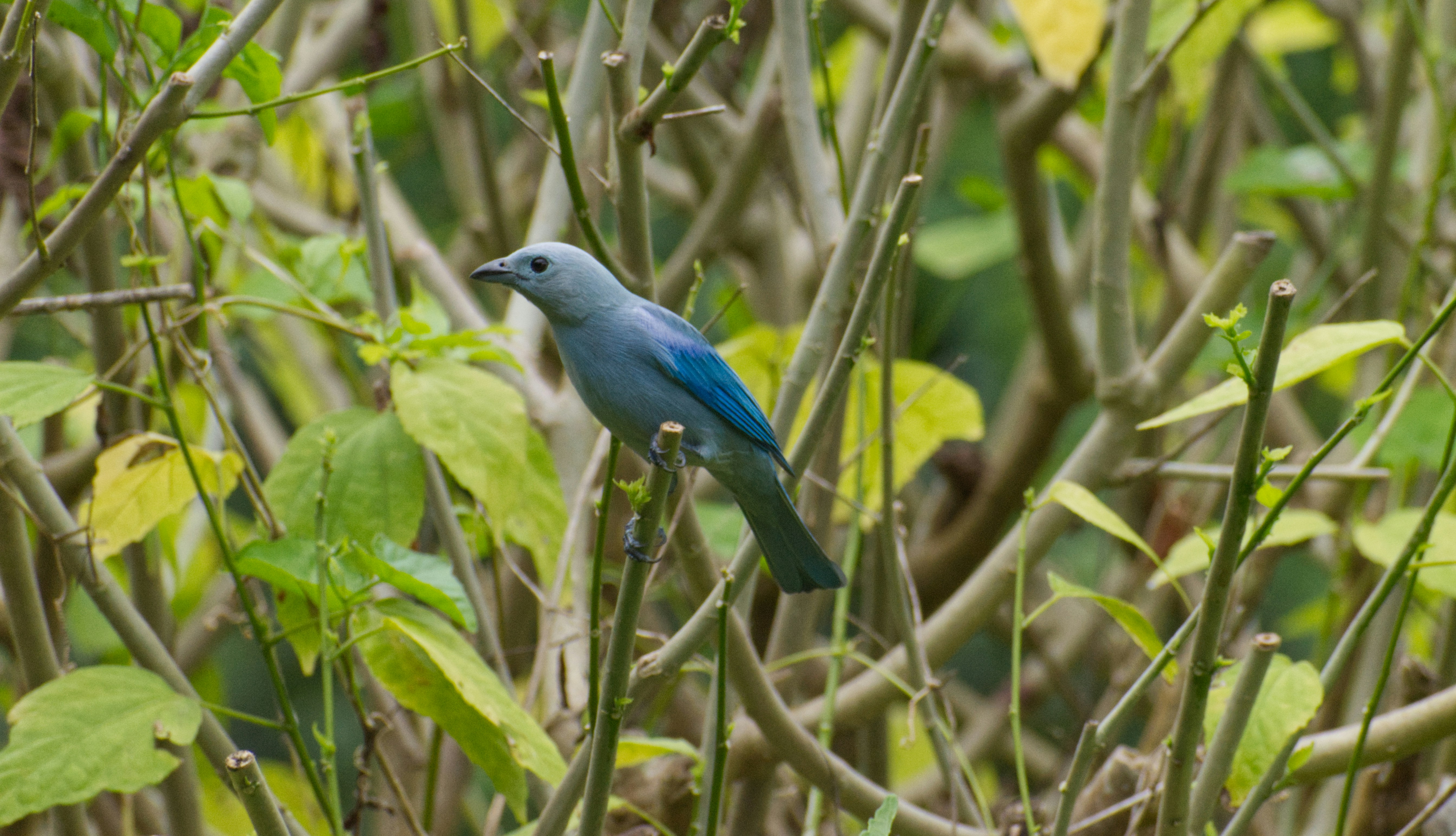 A vibrant blue bird perched on intricate branches surrounded by lush green leaves.
